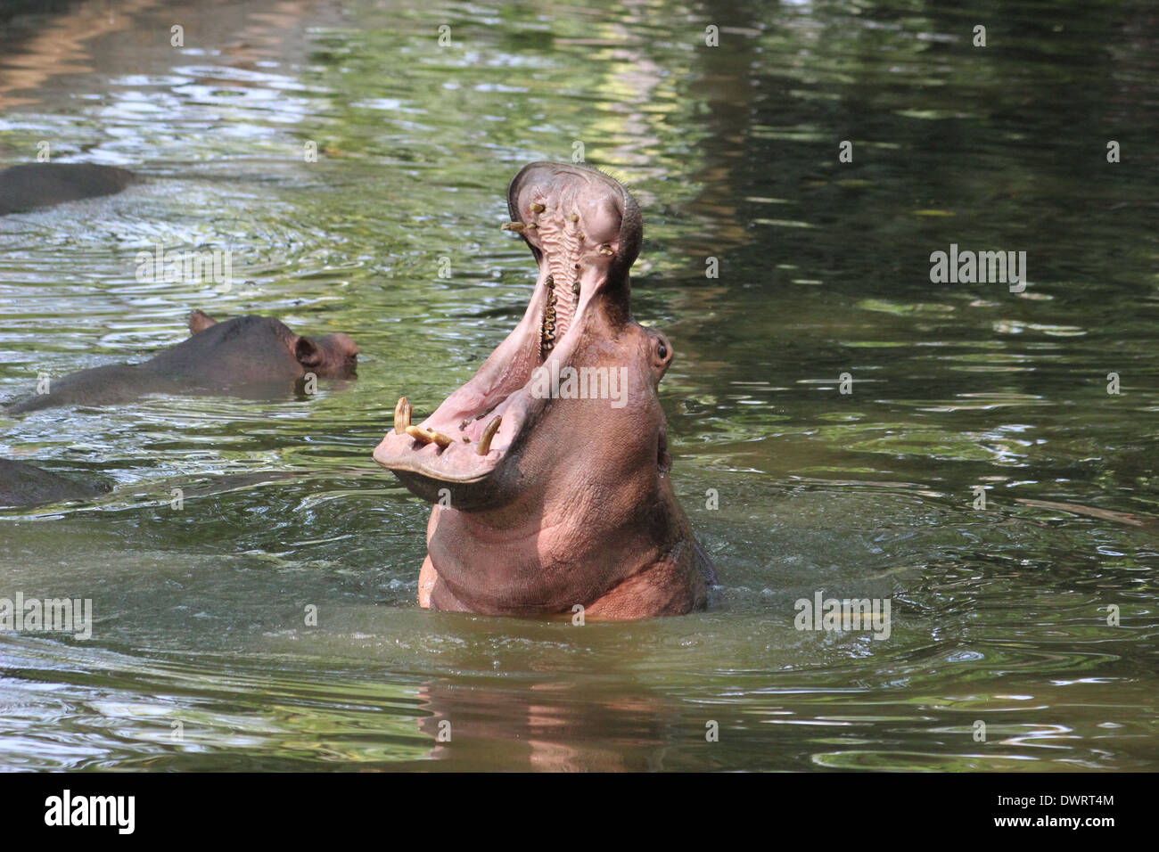 African thick skinned animal hi-res stock photography and images - Alamy