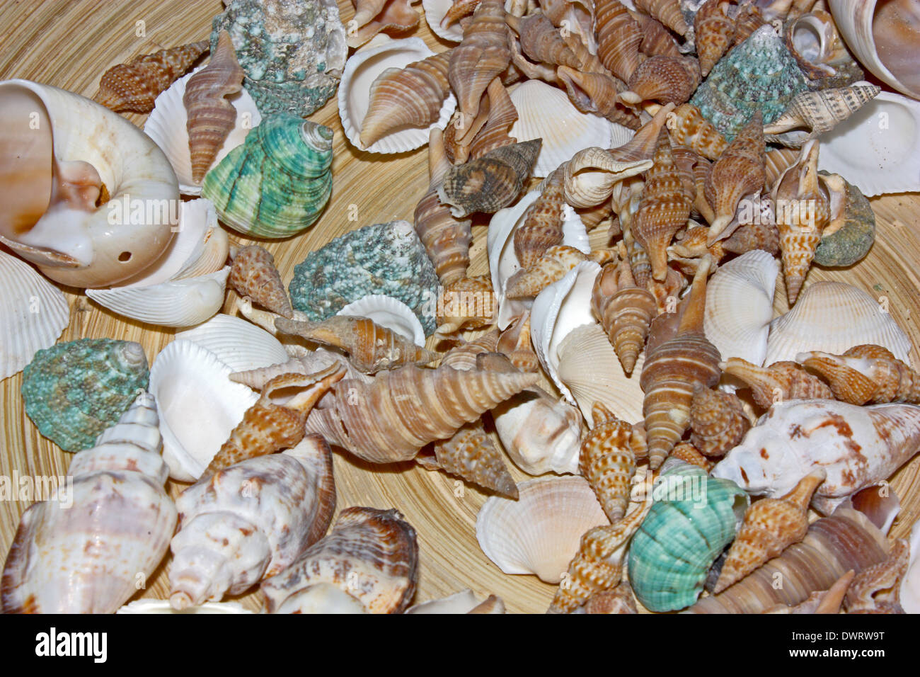Image of beautiful mixed sea shells Stock Photo - Alamy