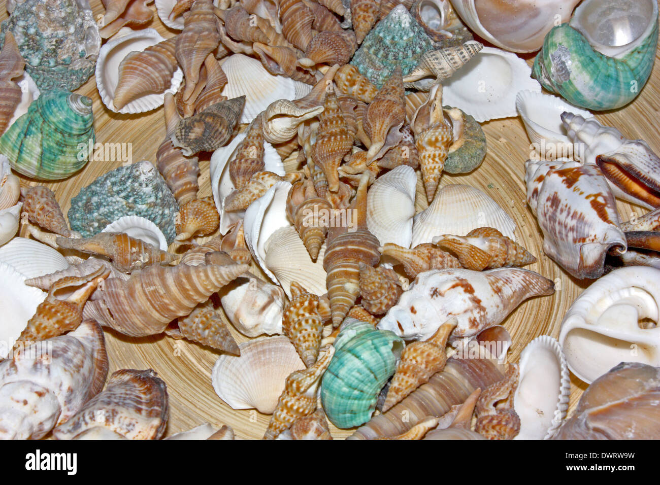 Image of beautiful mixed sea shells Stock Photo - Alamy