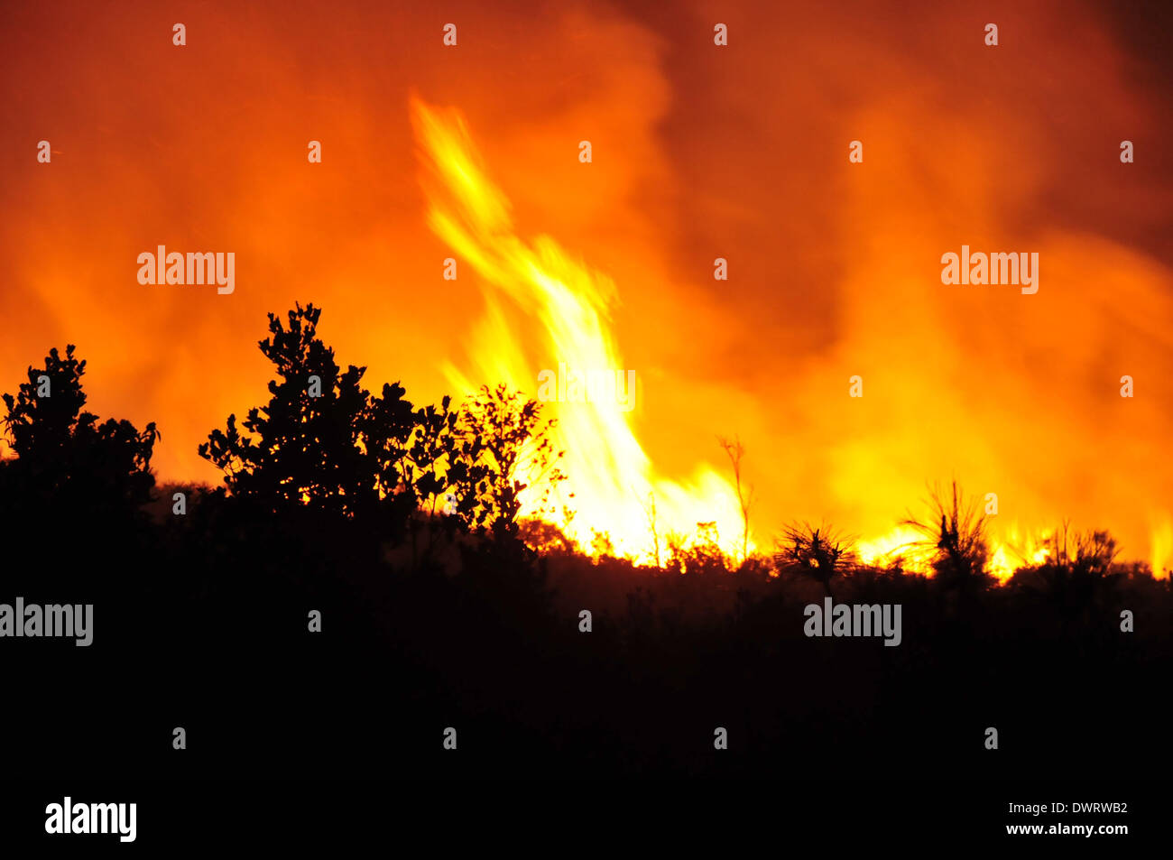Lufeng, China's Yunnan Province. 12th Mar, 2014. Photo taken on March ...