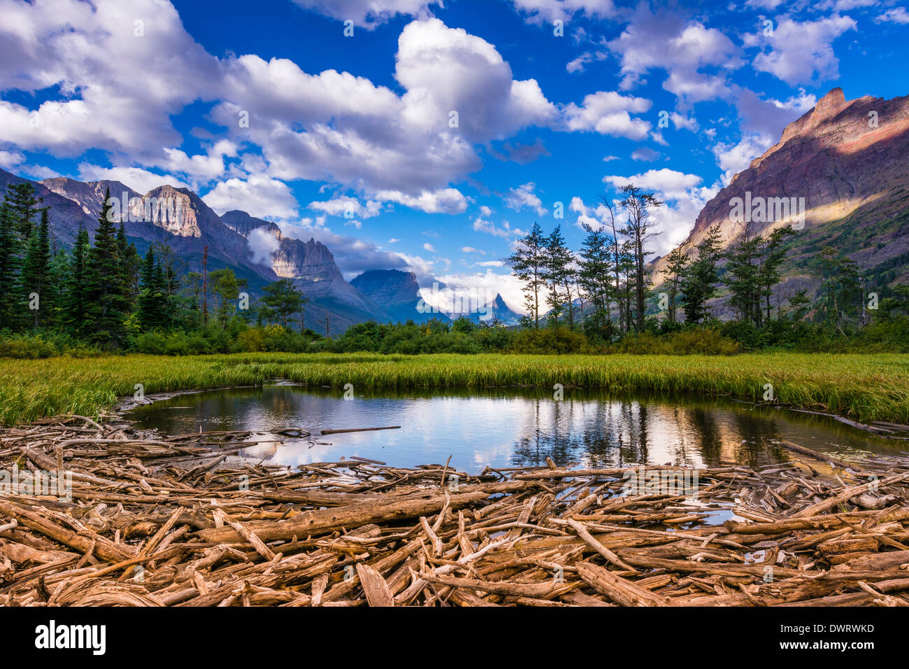 Driftwood and pond, Saint Mary Lake, Glacier National Park, Montana USA ...