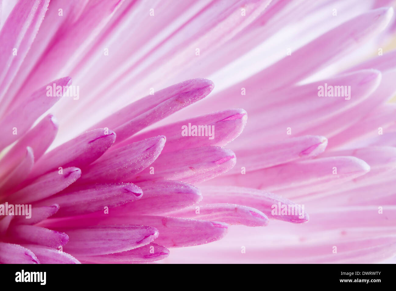 Extreme close up image of chrysanthemum flower Stock Photo - Alamy