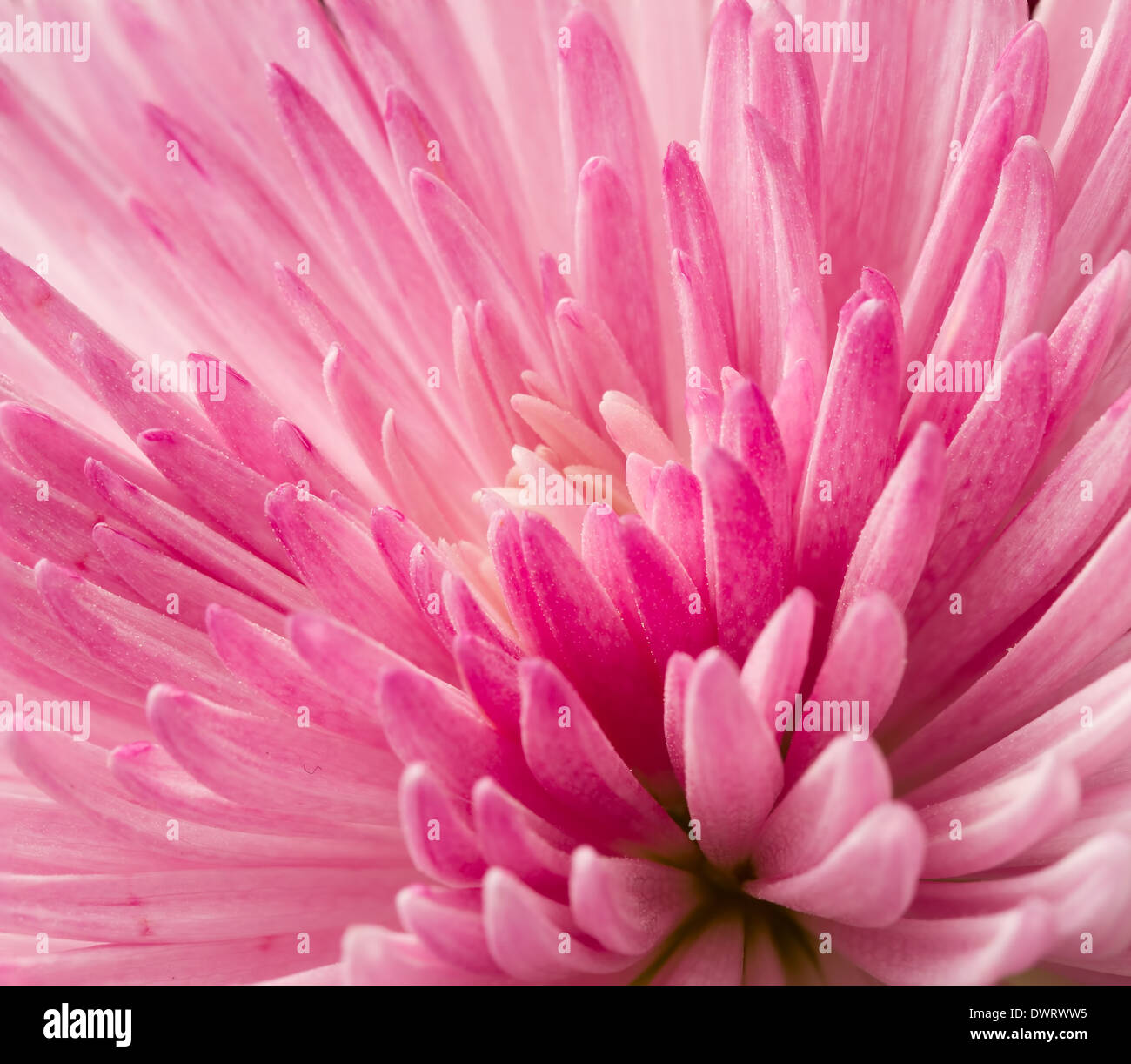 Chrysanthemum pink daisy hi-res stock photography and images - Alamy
