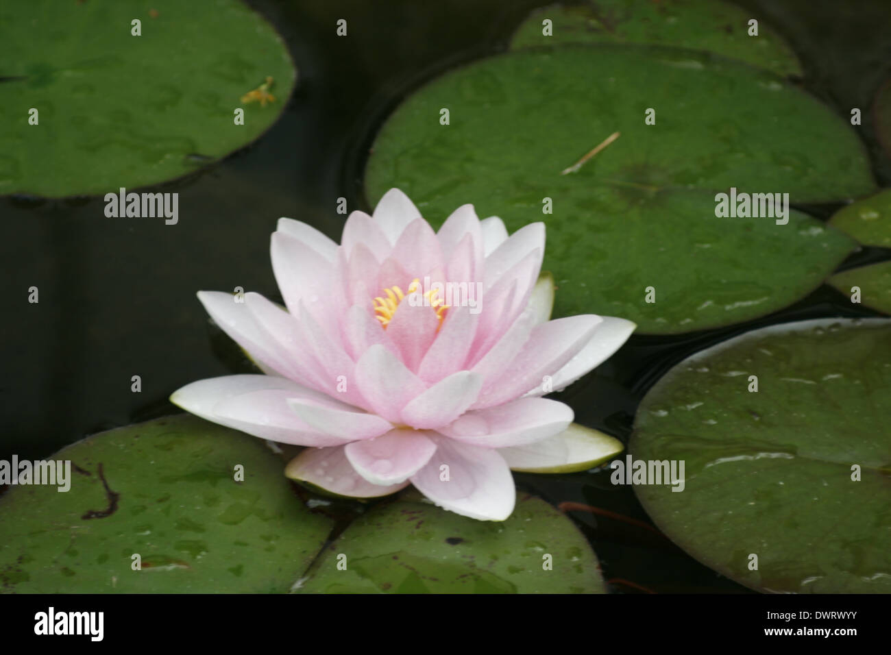 sea rose on a pond, water lily Stock Photo - Alamy