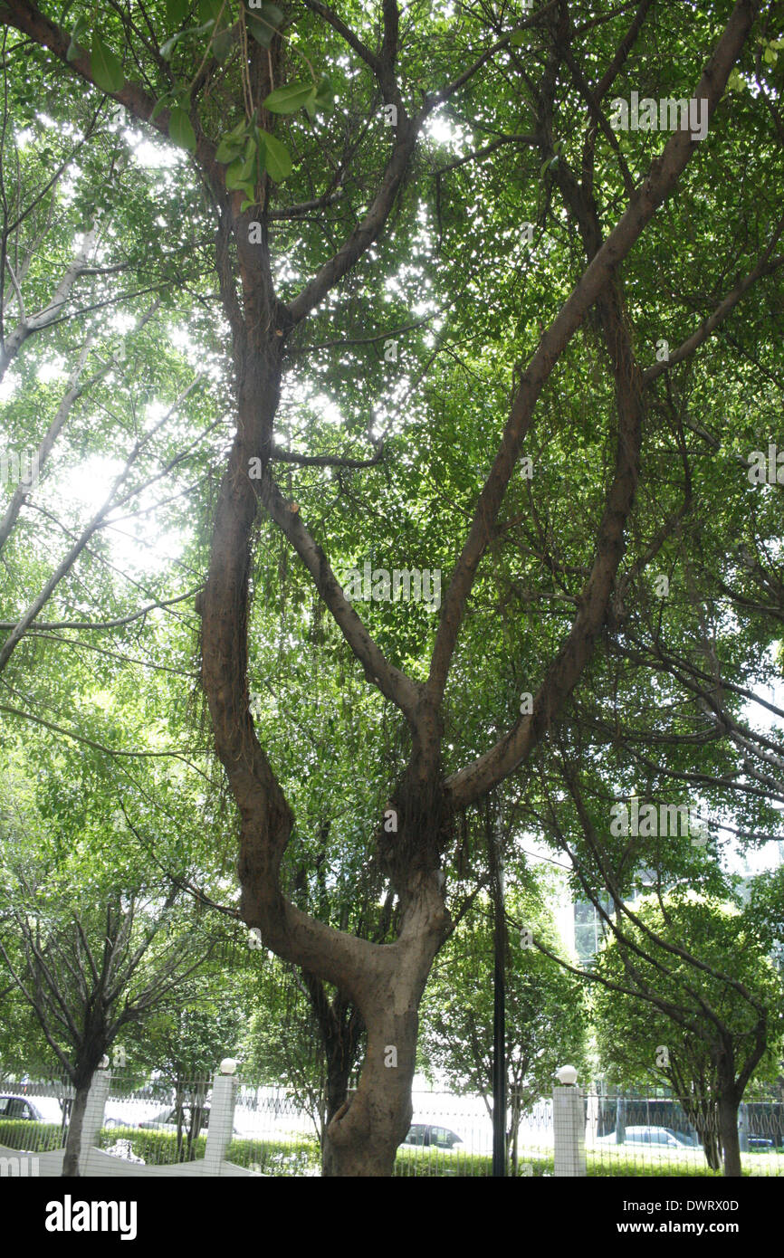 Aerial root tree Stock Photo - Alamy
