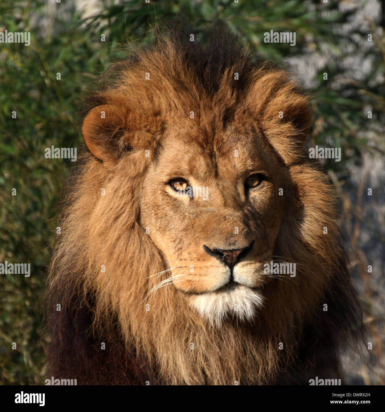 Detailed lions head hi-res stock photography and images - Alamy