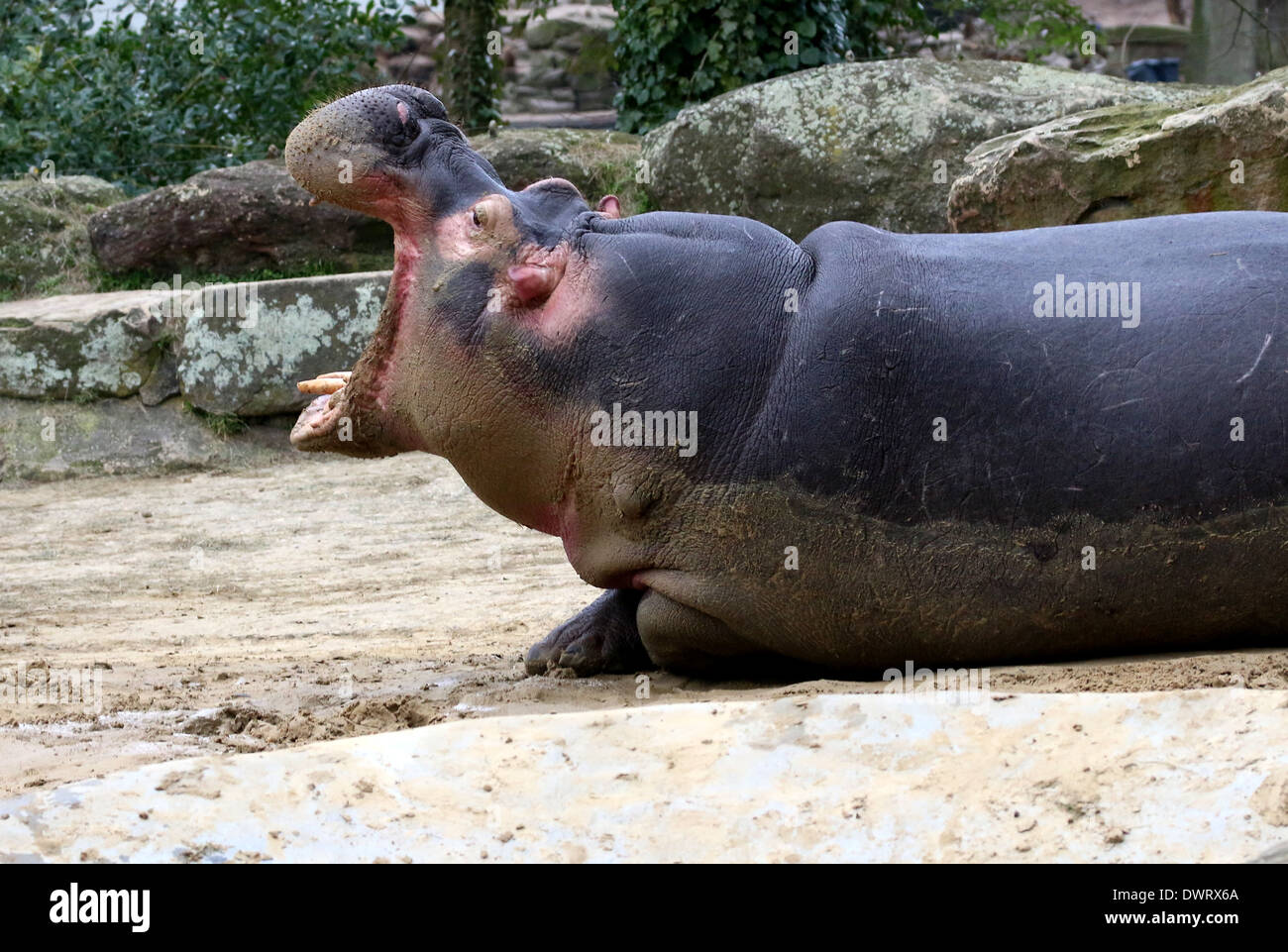 Bellowing Hippo (Hippopotamus amphibius) close-up Stock Photo - Alamy