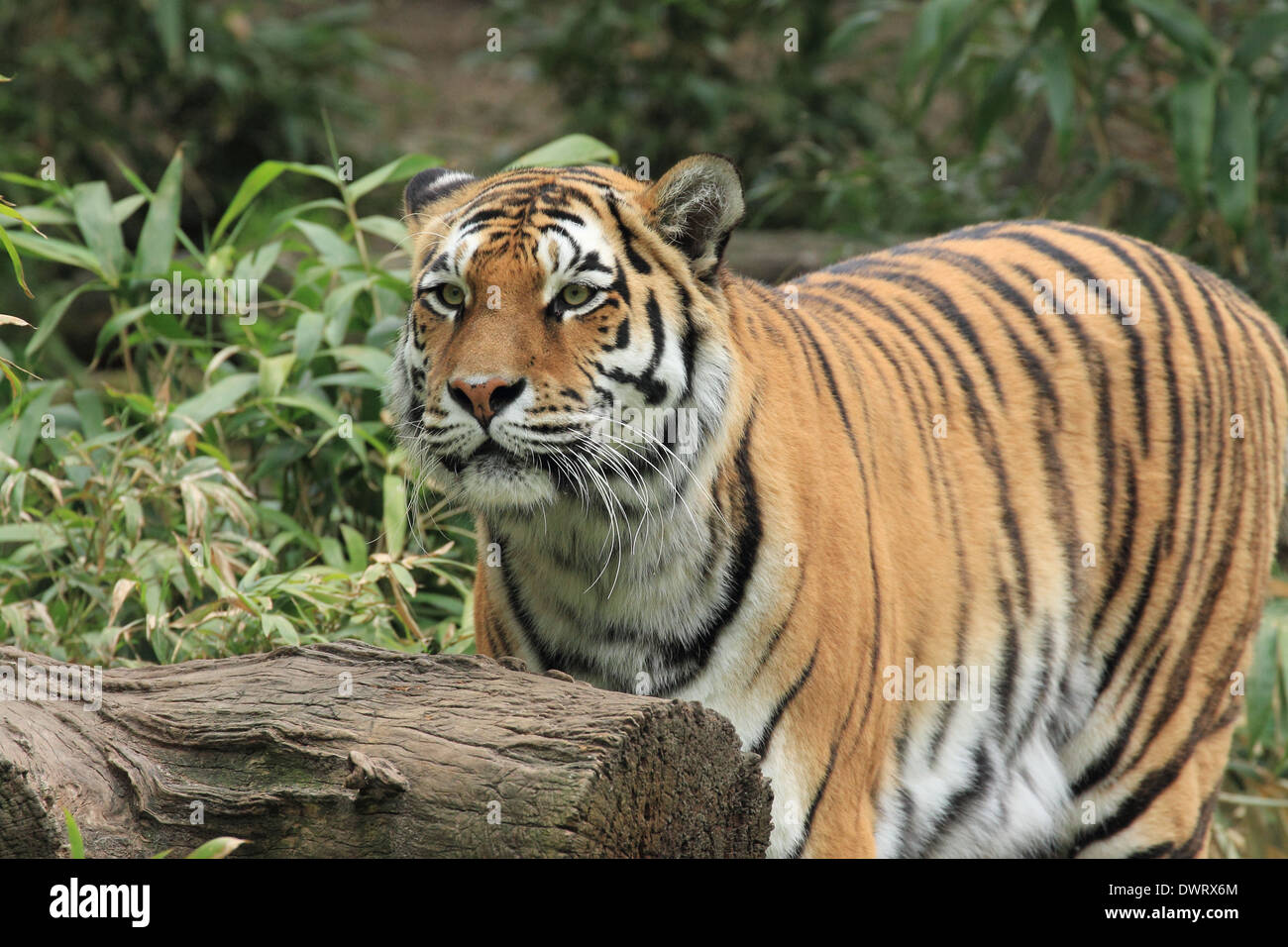 Fierce tiger hi-res stock photography and images - Alamy