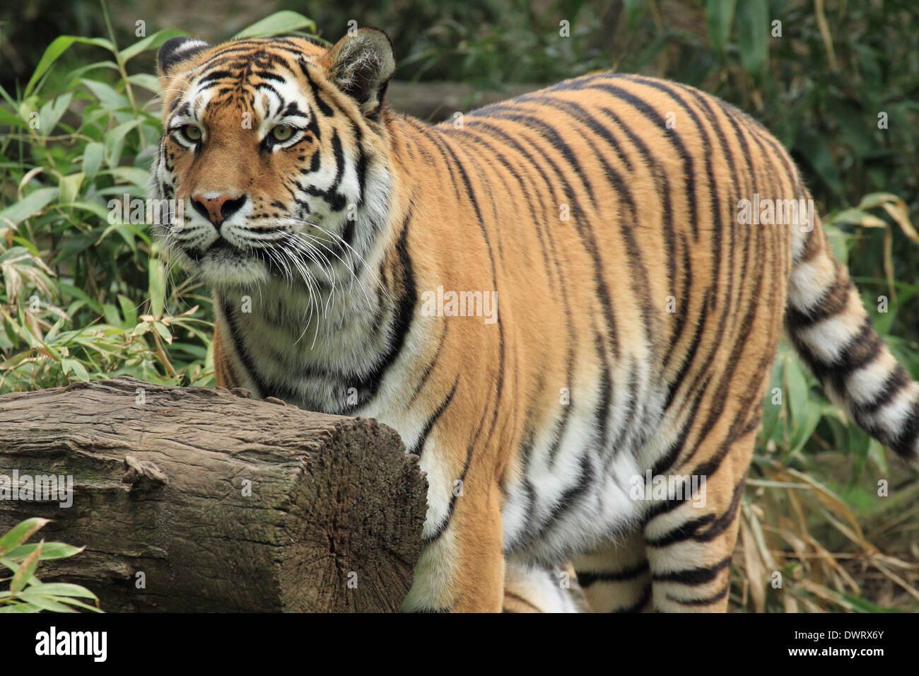 Fierce hi-res stock photography and images - Alamy