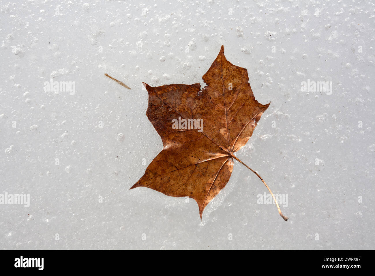Leaf of ice hi-res stock photography and images - Alamy