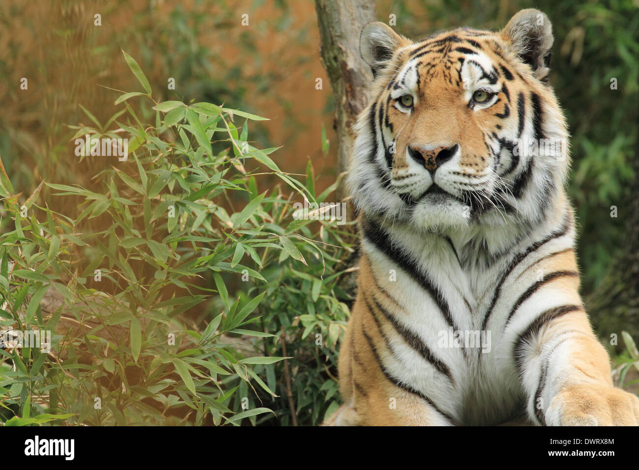 Fierce hi-res stock photography and images - Alamy