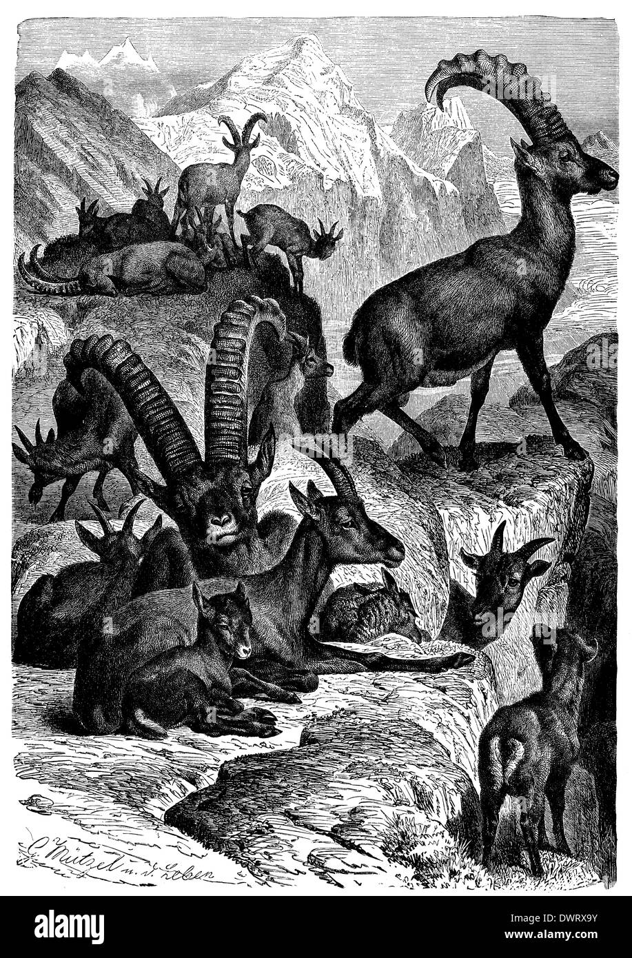 Ibex figure hi-res stock photography and images - Alamy