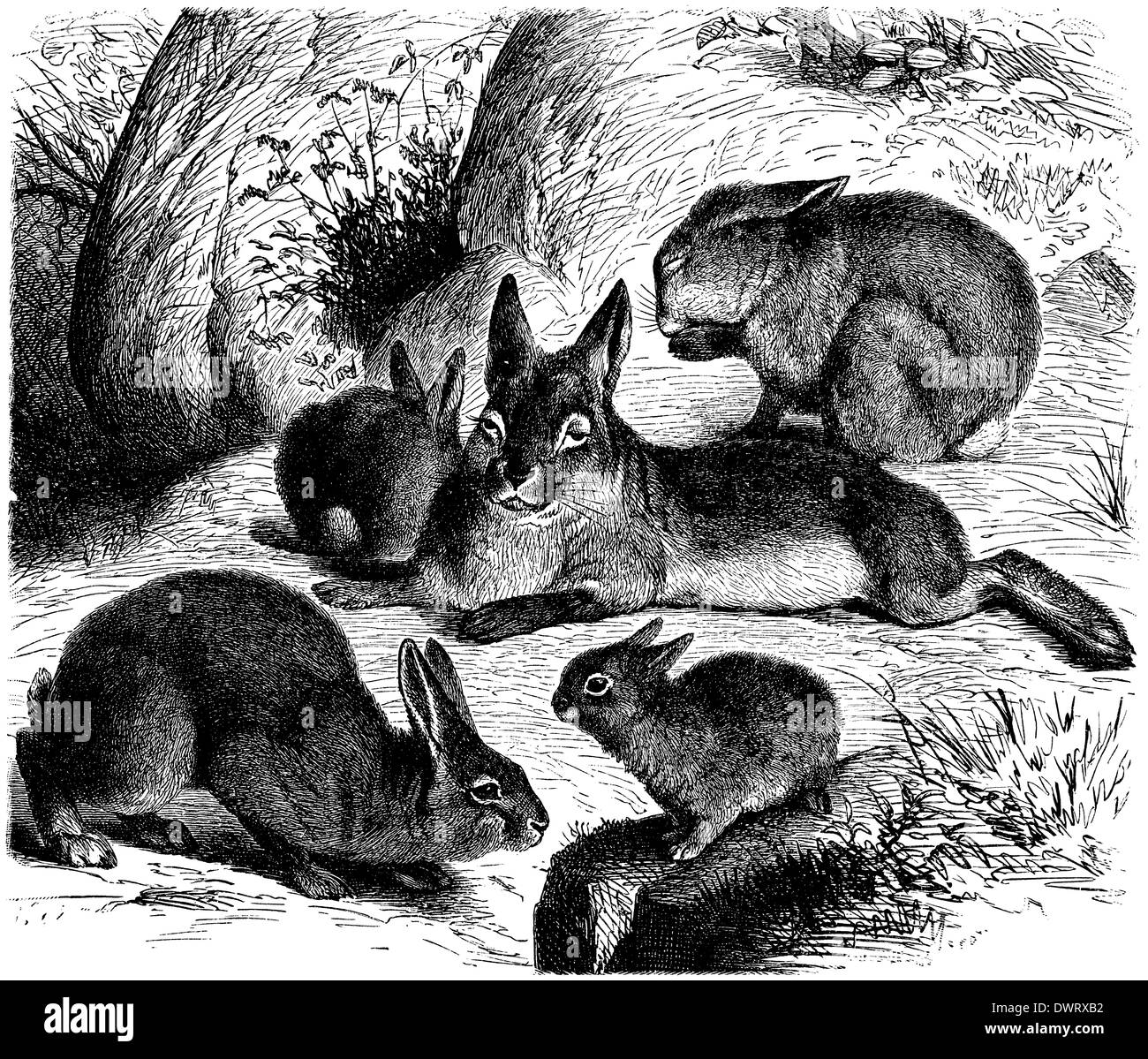 Rabbit line drawing hi-res stock photography and images - Alamy