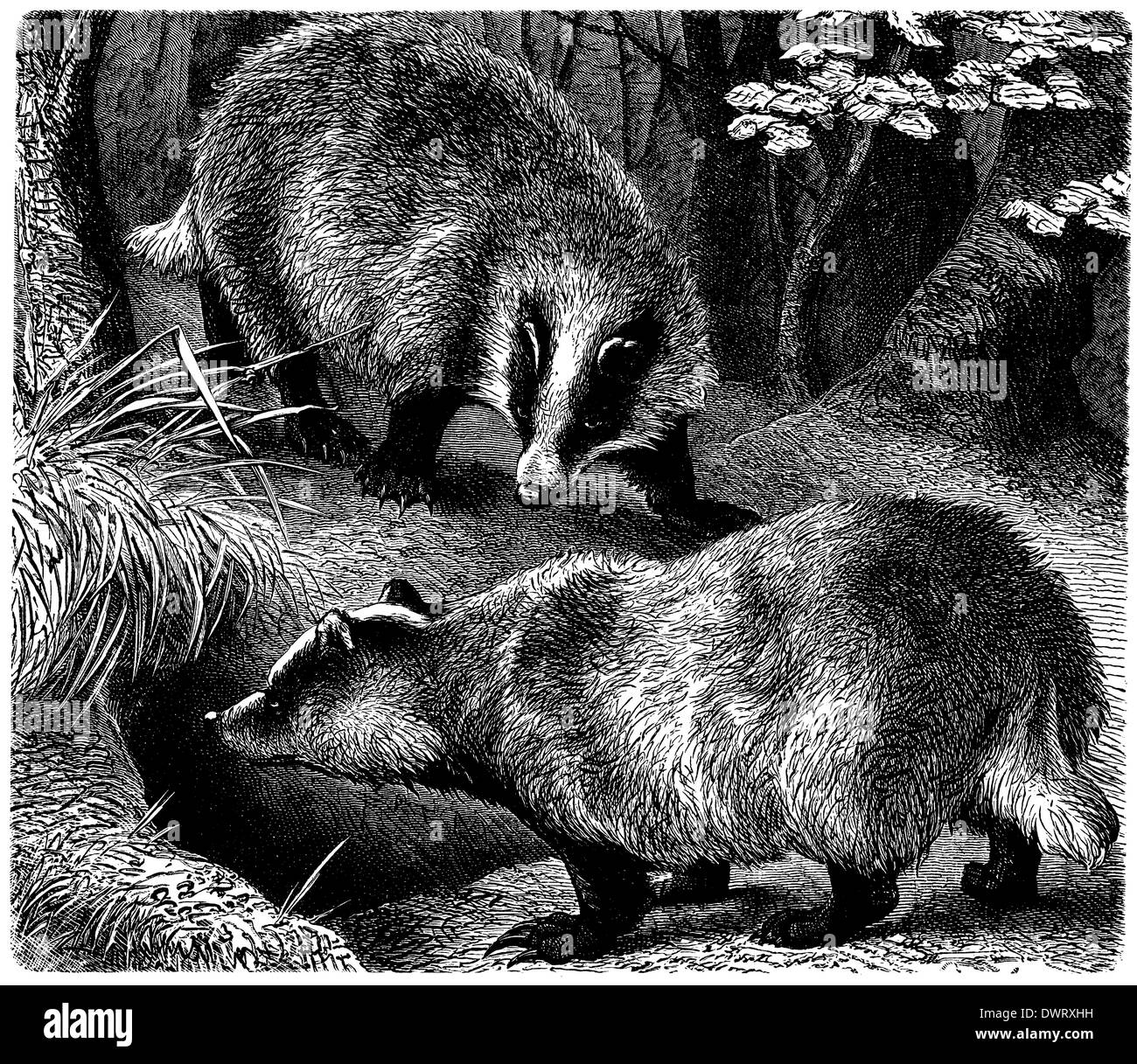 Badger figure hi-res stock photography and images - Alamy