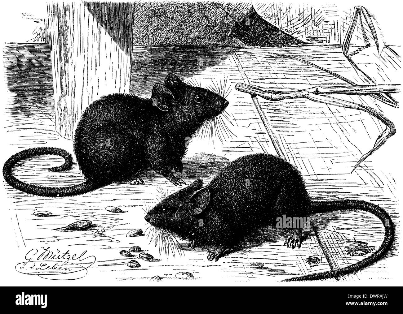 History of mouse hi-res stock photography and images - Alamy