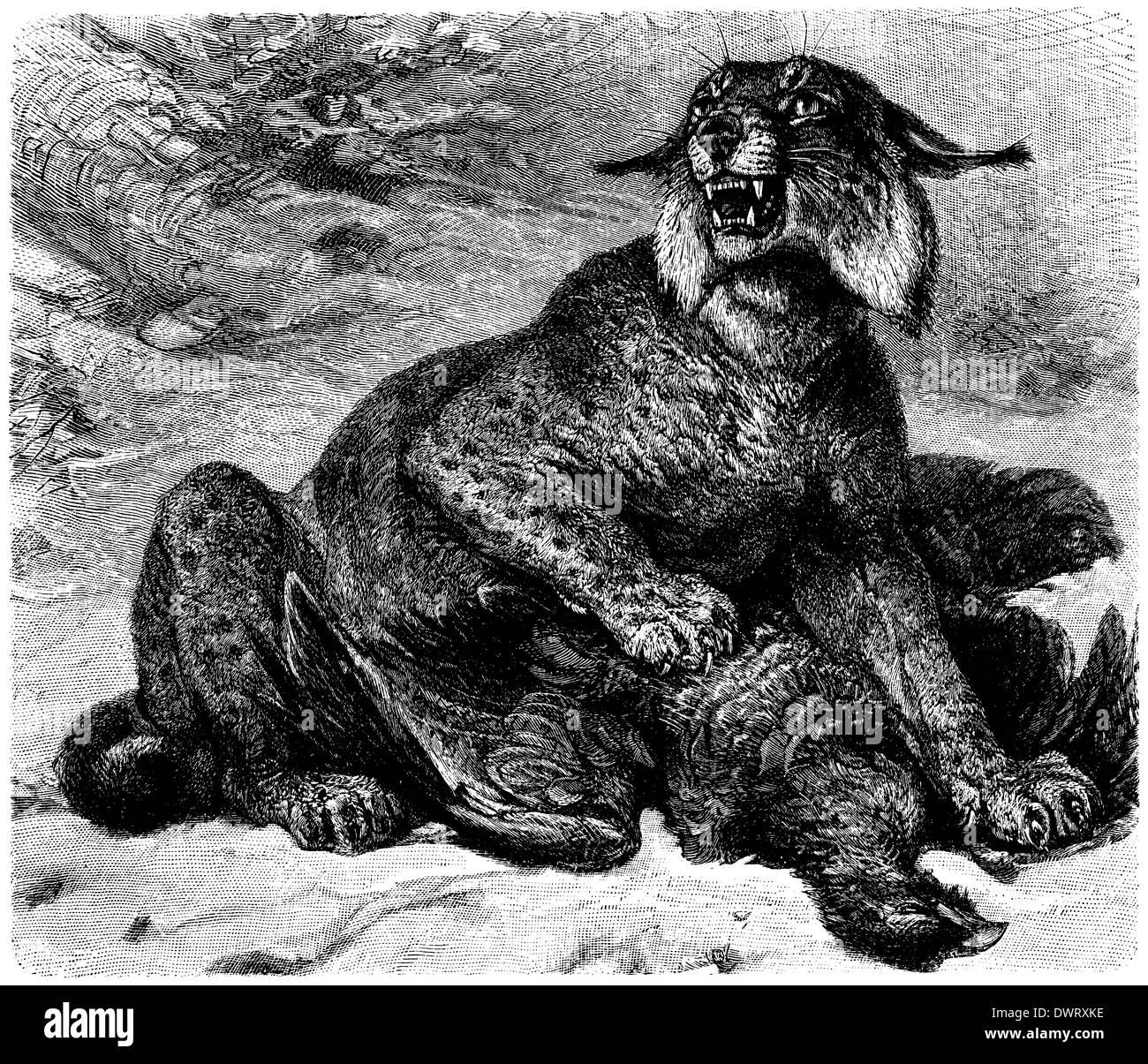 Lynx vulgaris hi-res stock photography and images - Alamy