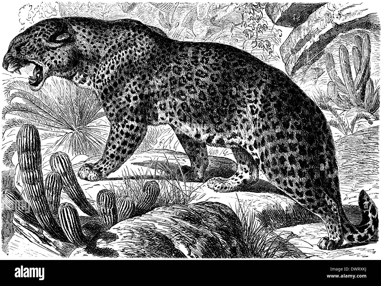 Felis pardus hi-res stock photography and images - Alamy