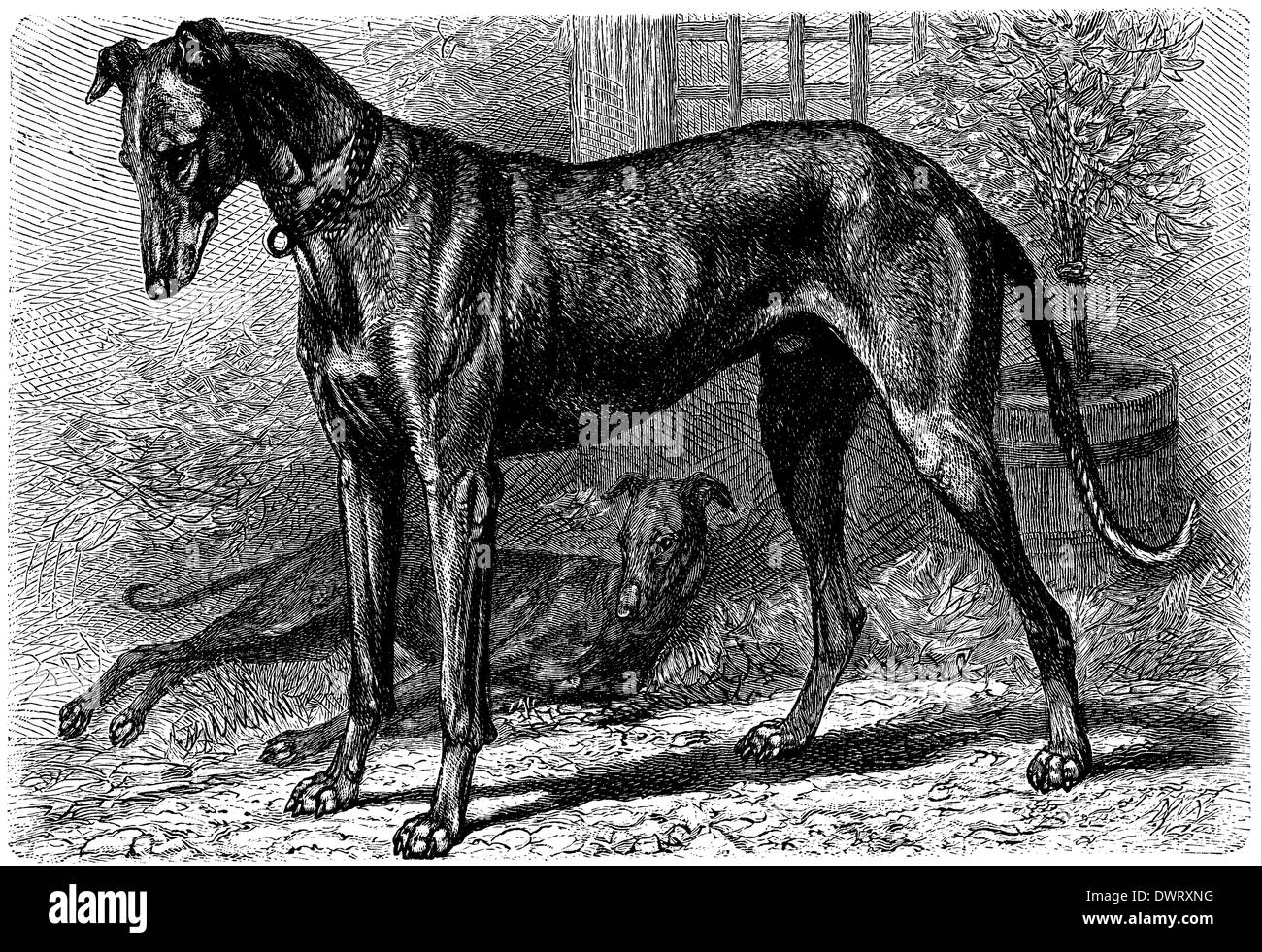 Vintage greyhound hi-res stock photography and images - Alamy
