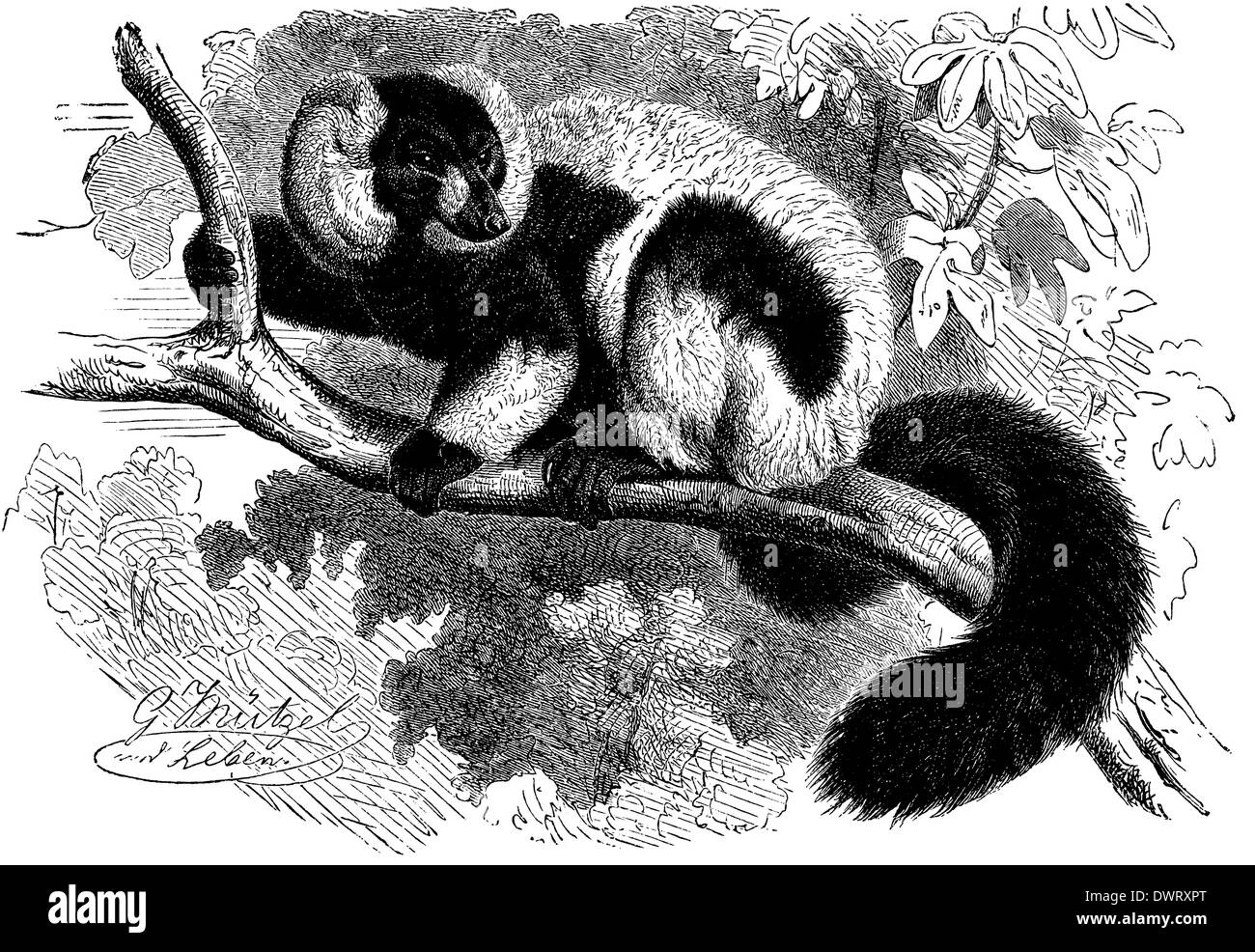 Schwarz weiss vari Black and White Stock Photos & Images - Alamy