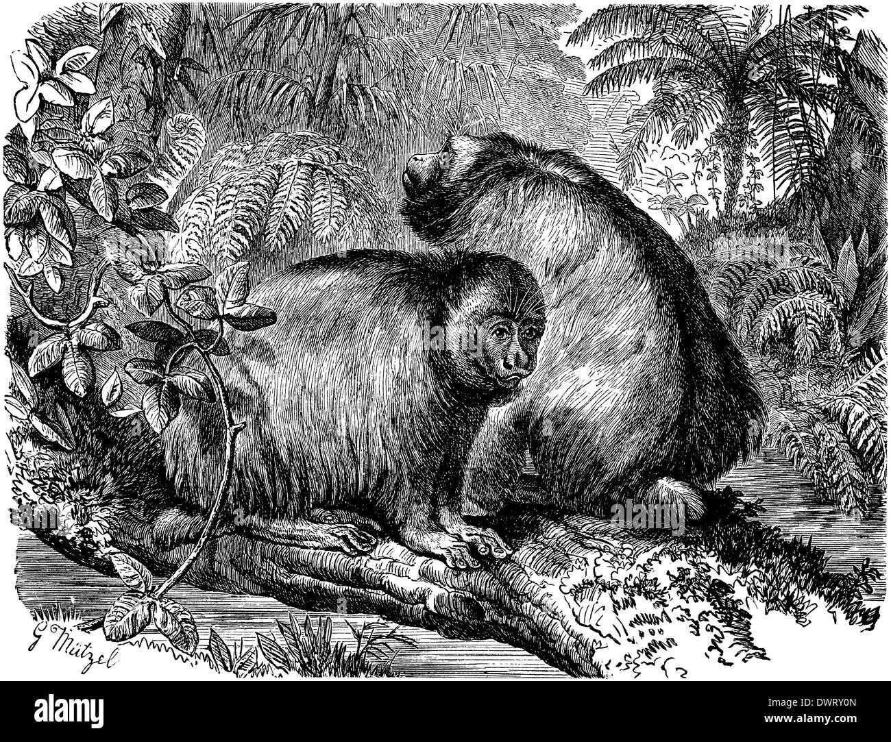 Black uakari hi-res stock photography and images - Alamy