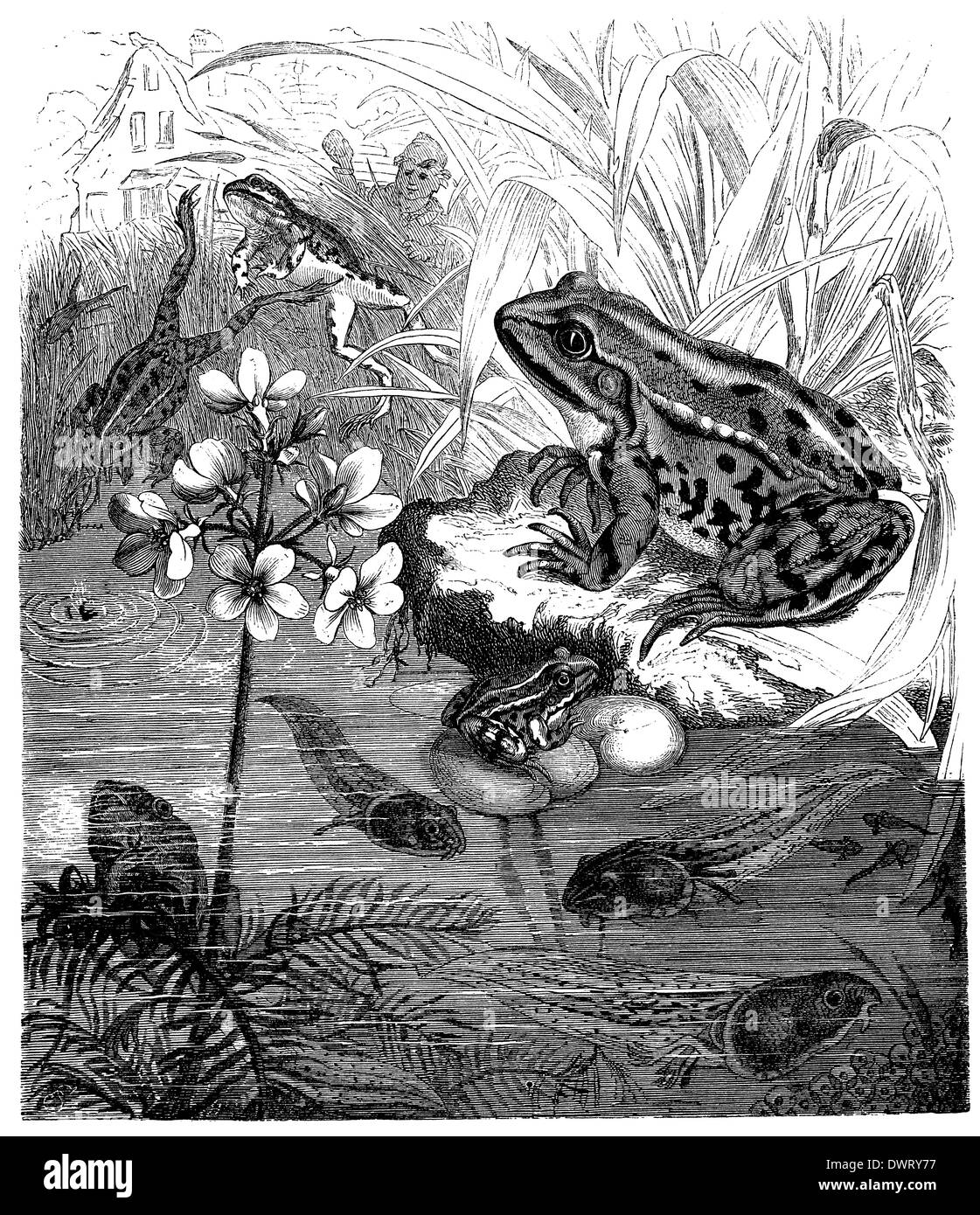 Frog illustrations hi-res stock photography and images - Alamy