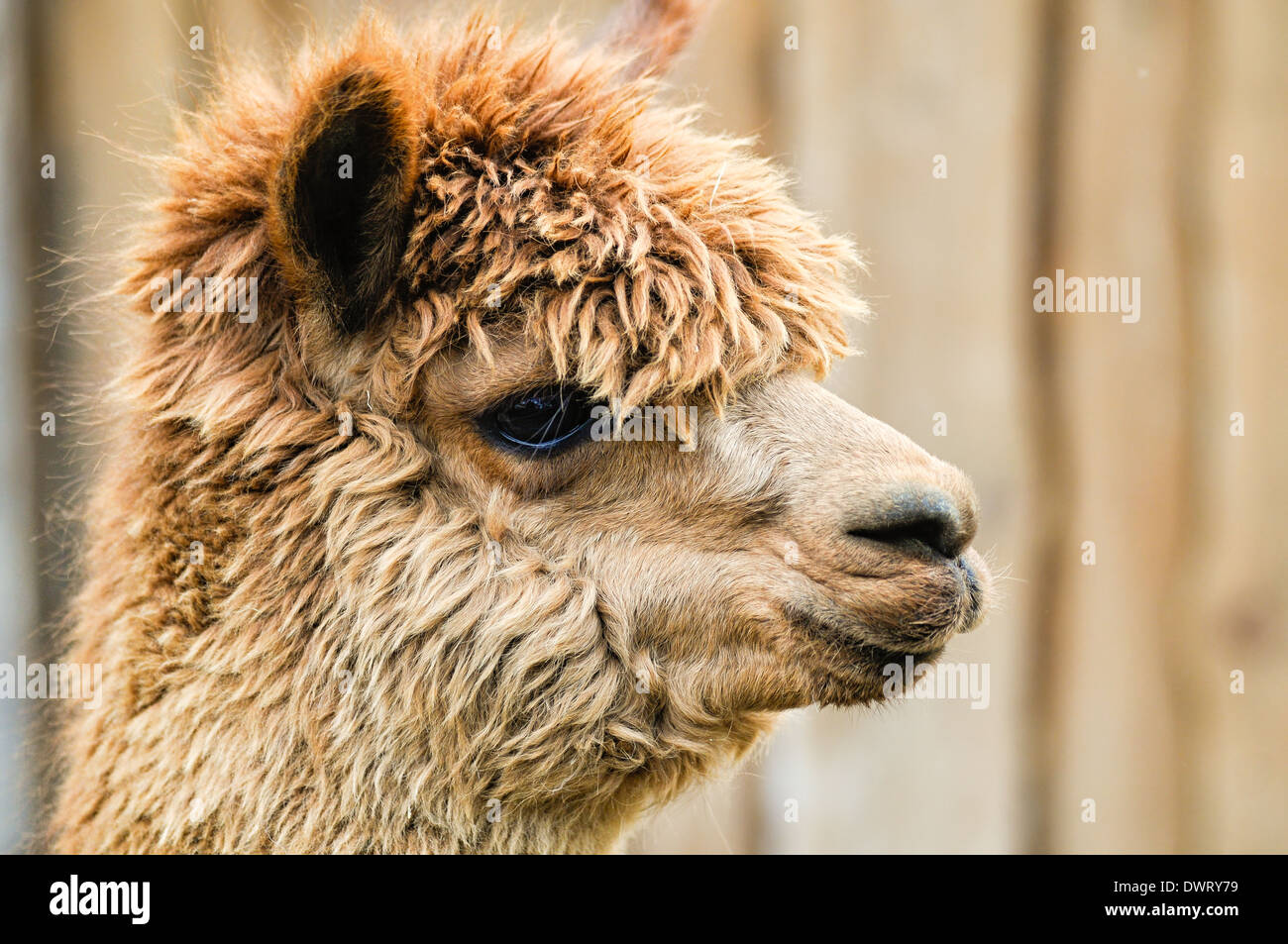 Profile llama animal head hi-res stock photography and images - Alamy