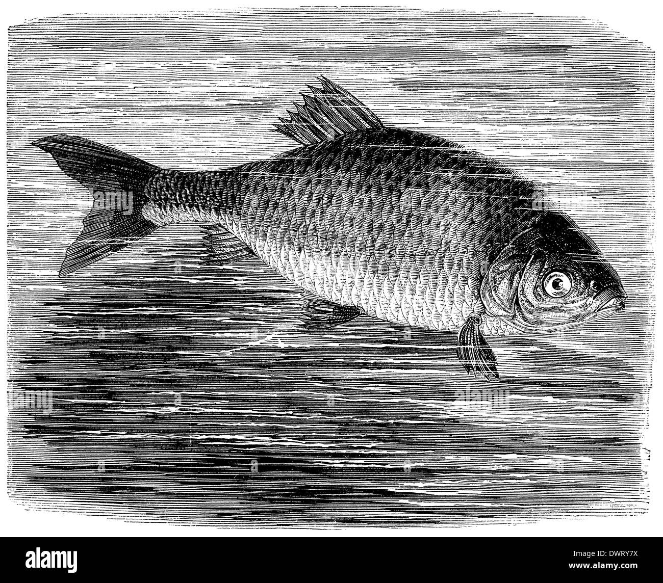 Old roach hi-res stock photography and images - Alamy