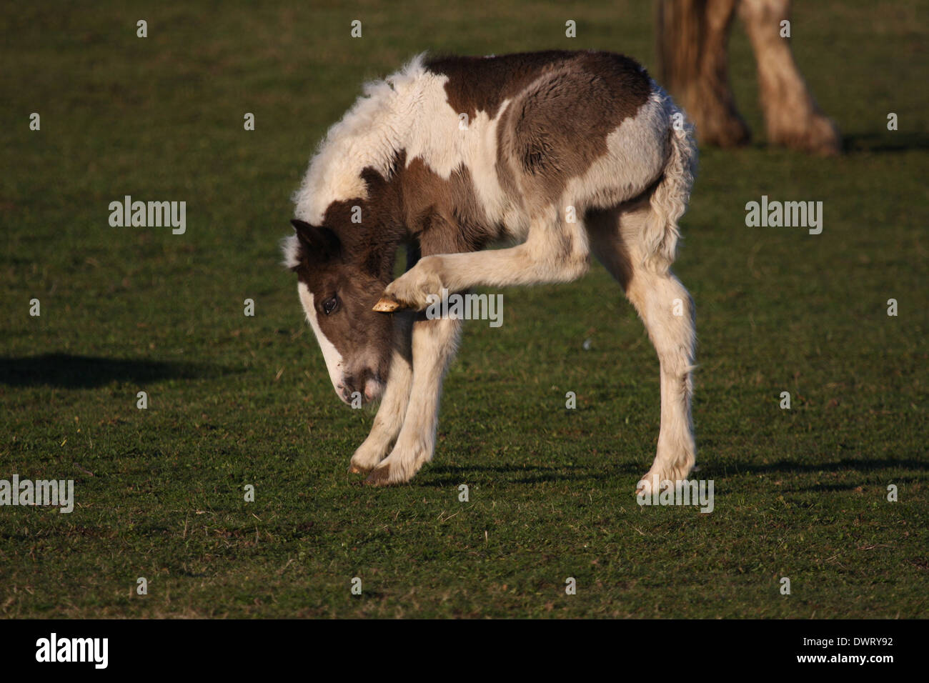 PONY FOAL SCRATCHING EAR Stock Photo - Alamy