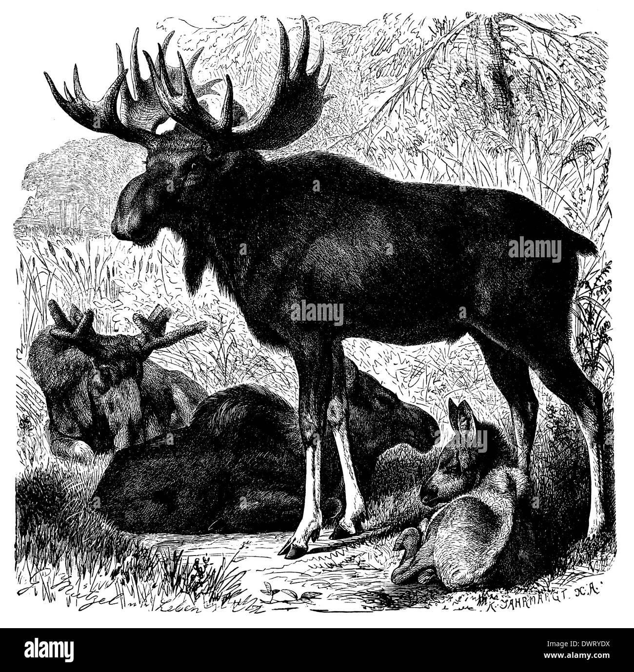 Moose history historical hi-res stock photography and images - Alamy