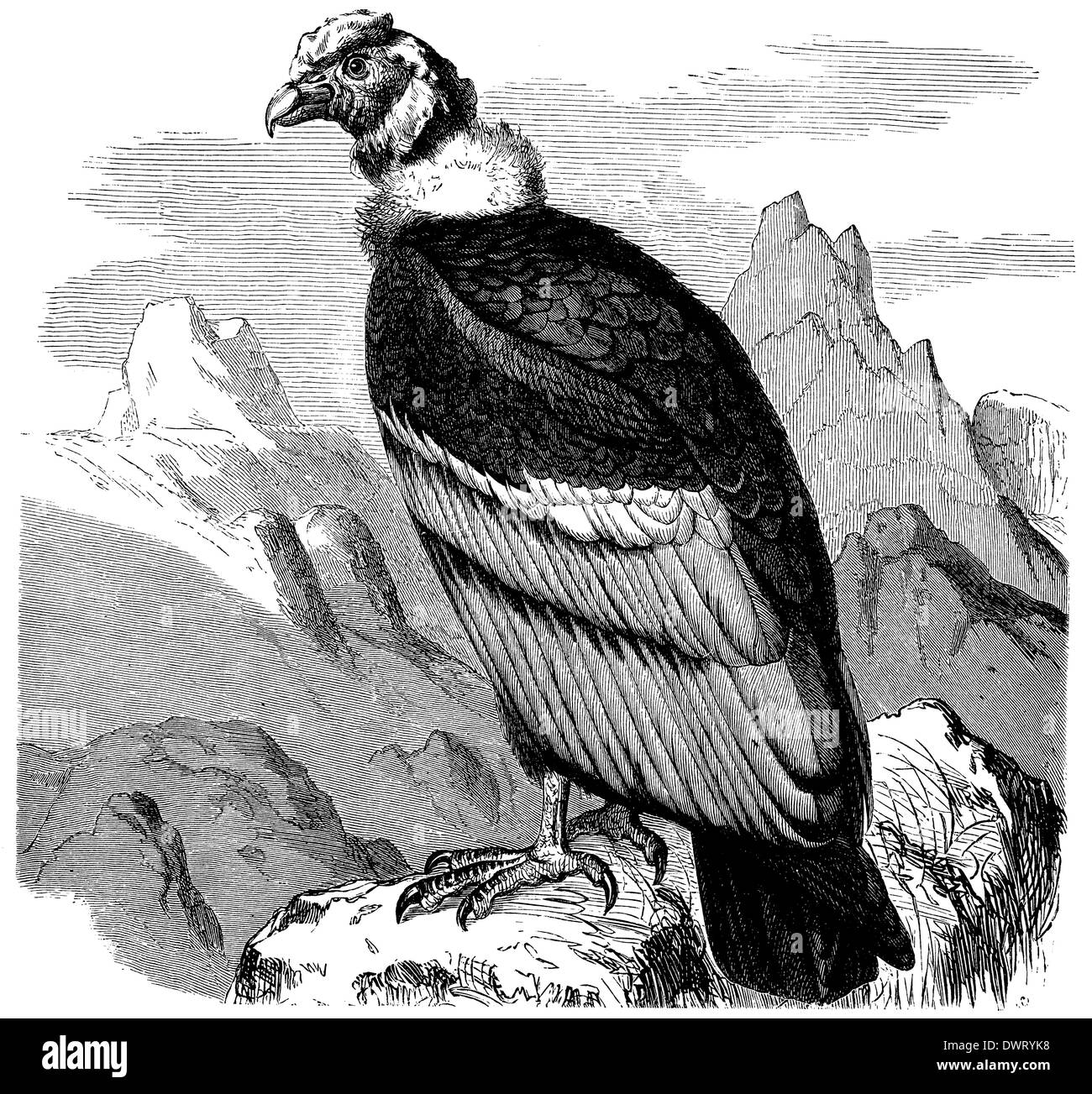 Sarcorhamphus condor hi-res stock photography and images - Alamy