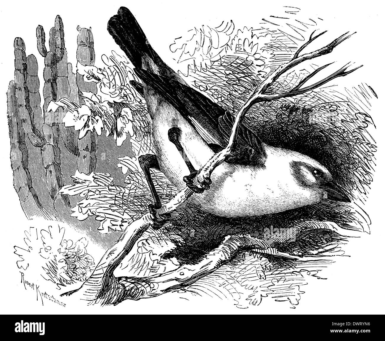 Weaver bird Cut Out Stock Images & Pictures - Alamy