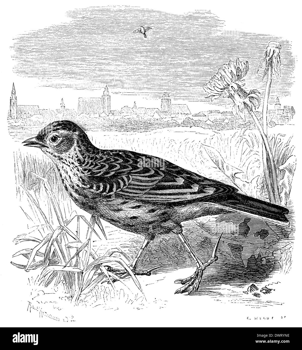 Skylark bird drawing hi-res stock photography and images - Alamy