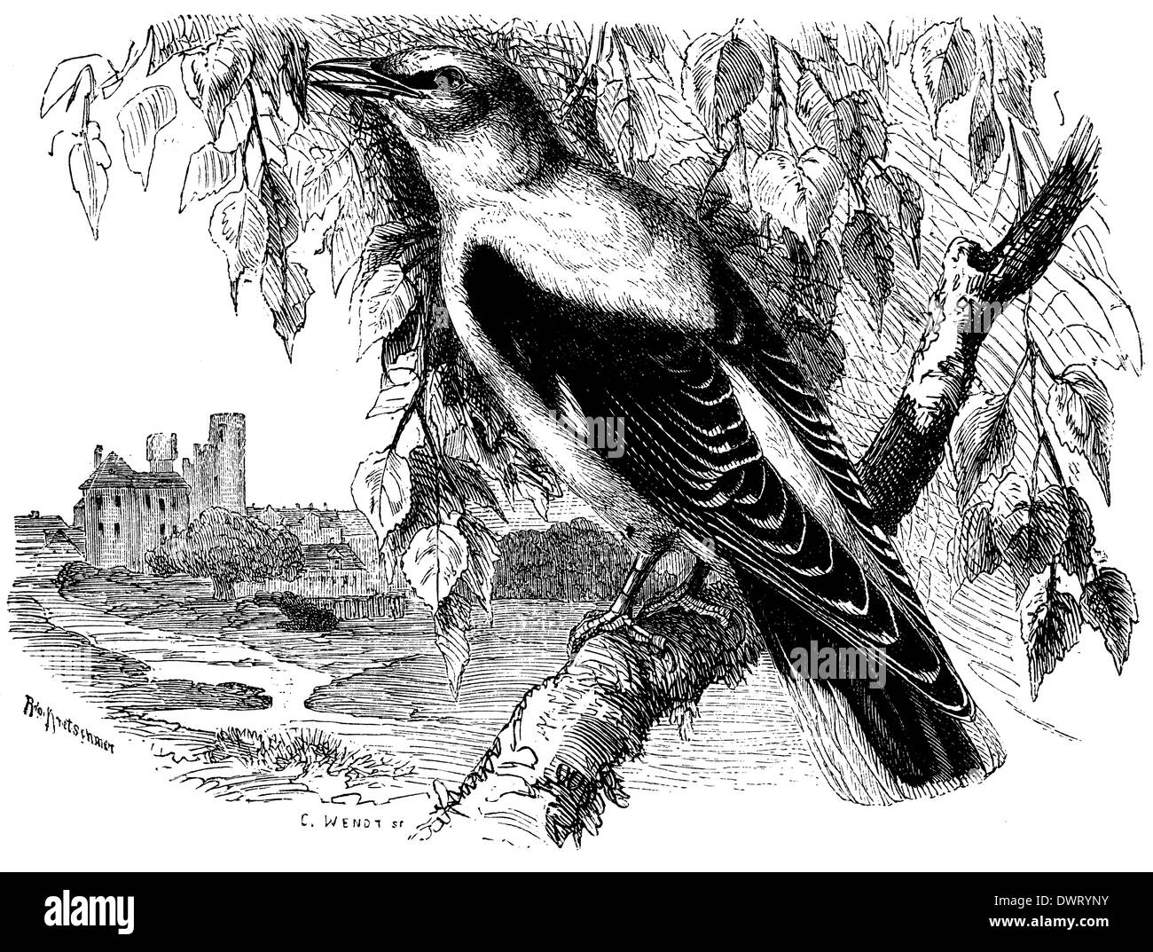 Oriole bird Black and White Stock Photos & Images - Alamy