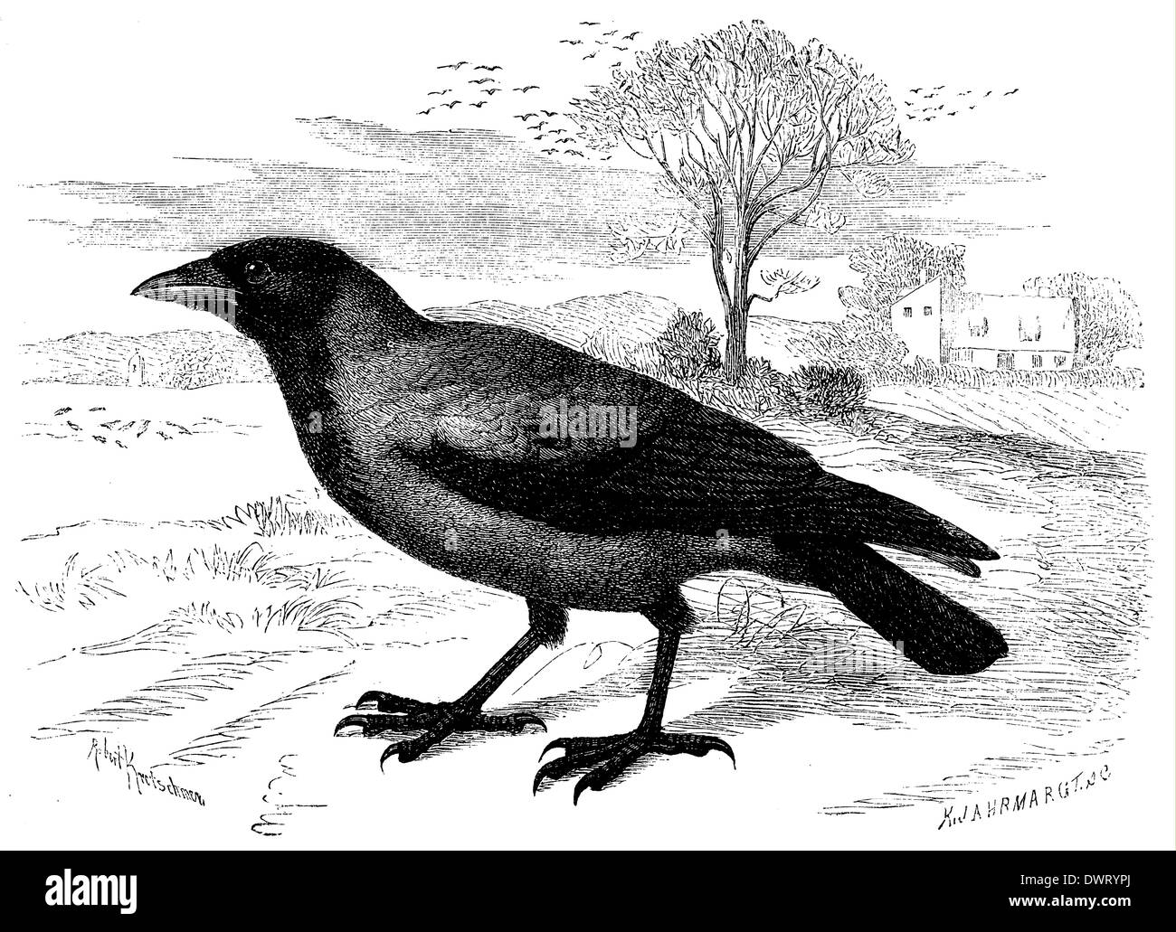 Crow line drawing hi-res stock photography and images - Alamy