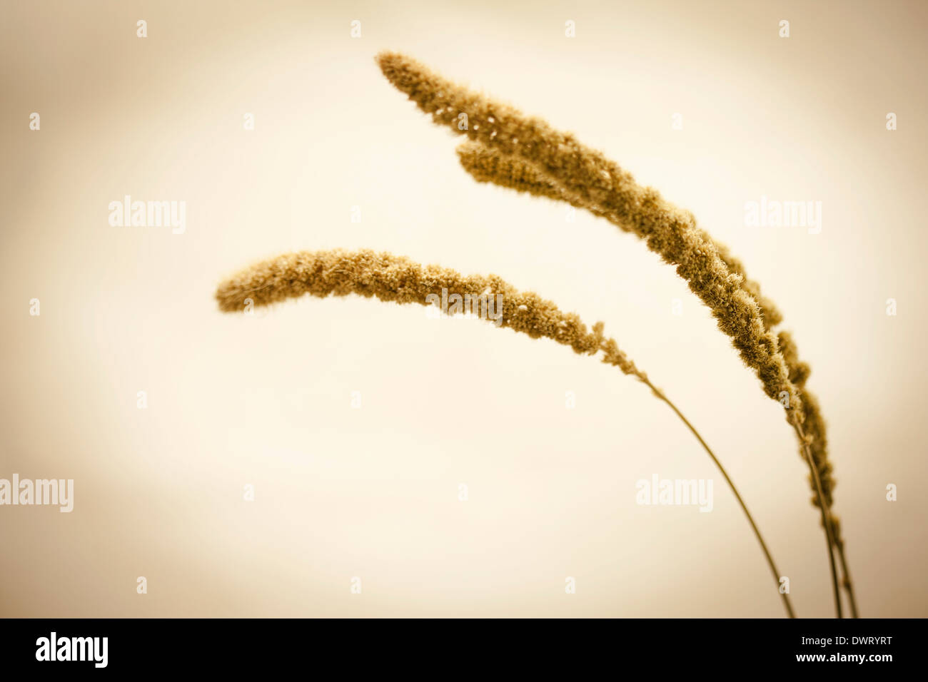Autumn grass hi-res stock photography and images - Alamy