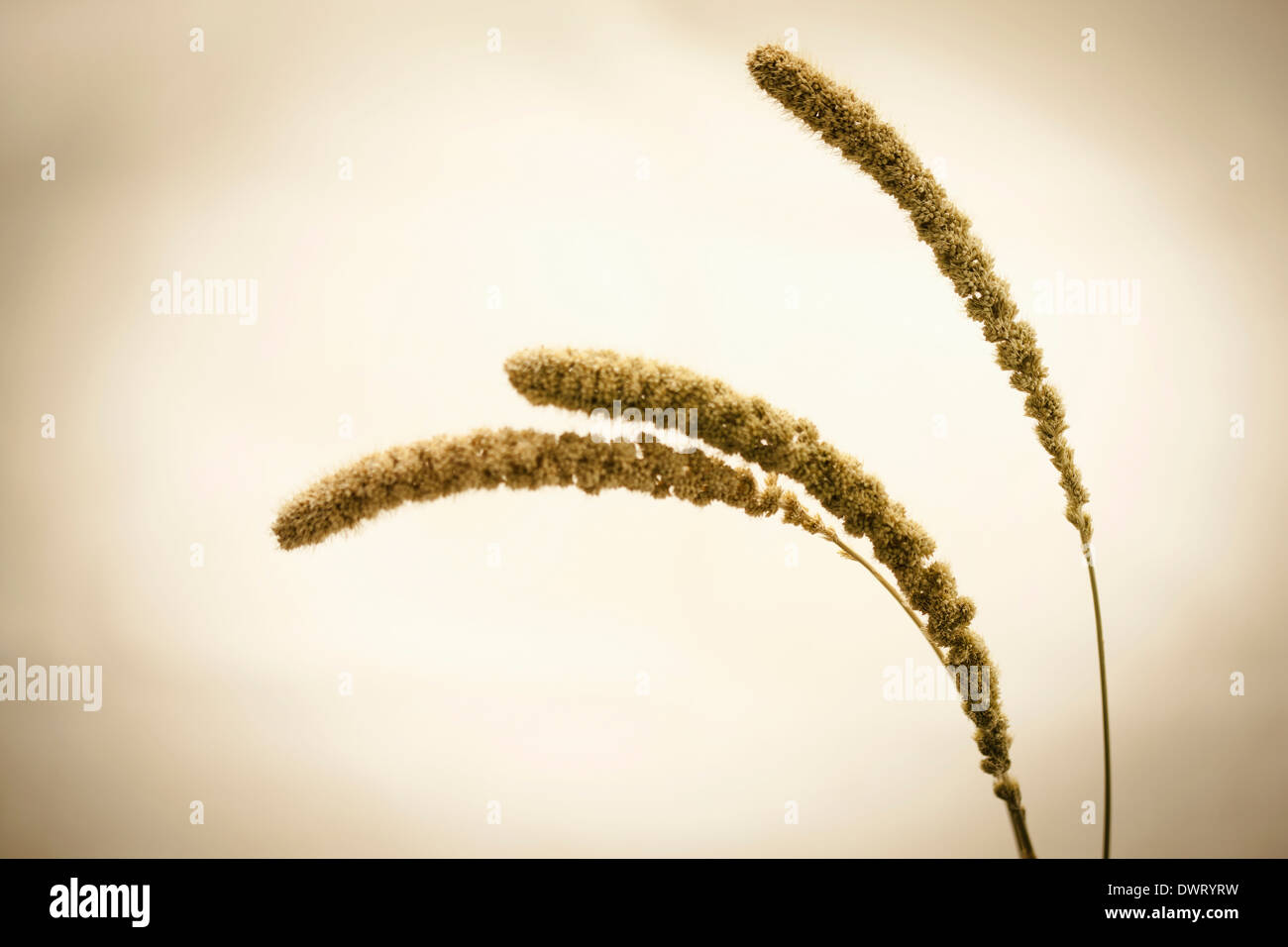 The autumn grass hi-res stock photography and images - Alamy