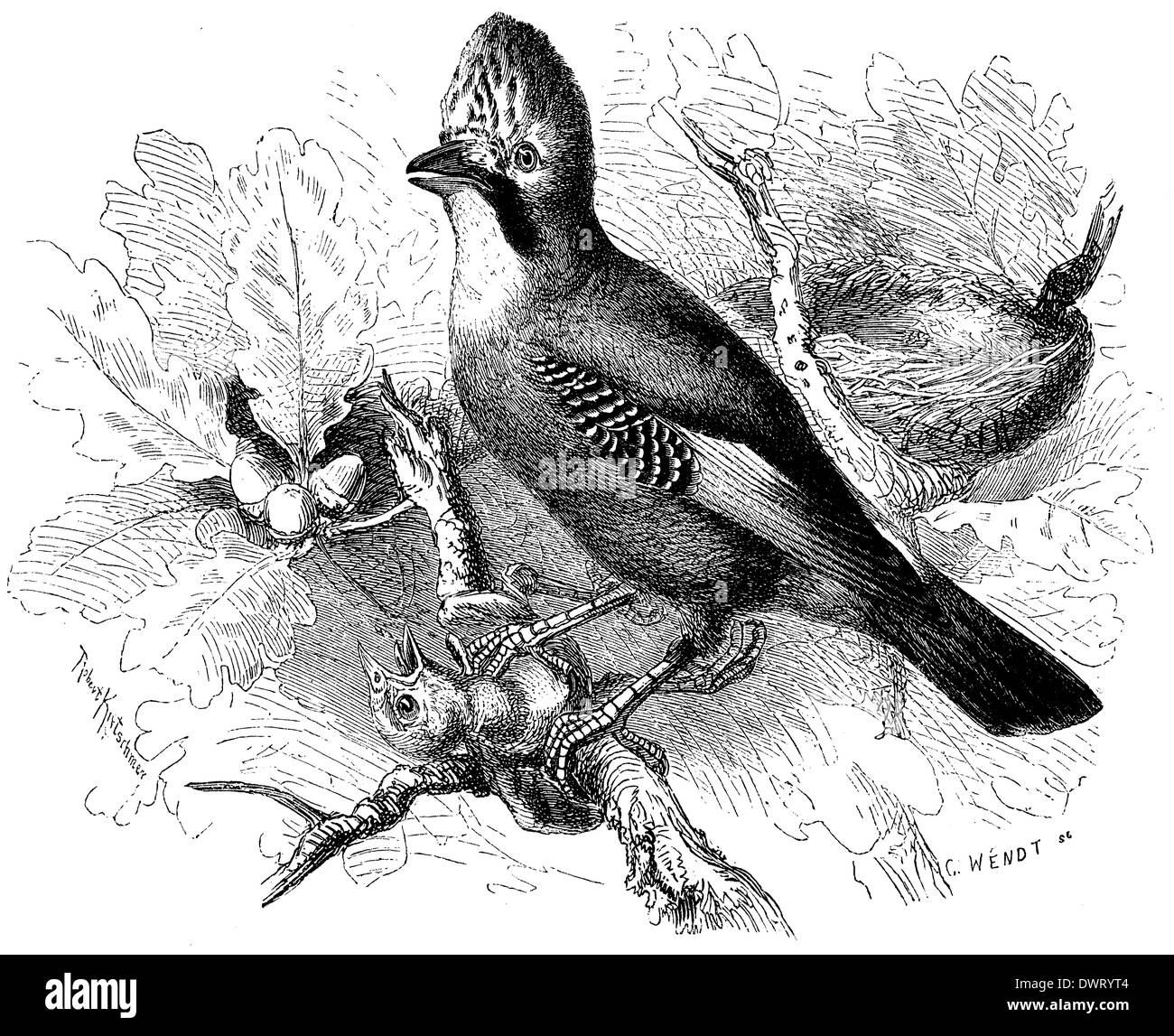 Wood jay Black and White Stock Photos & Images - Alamy