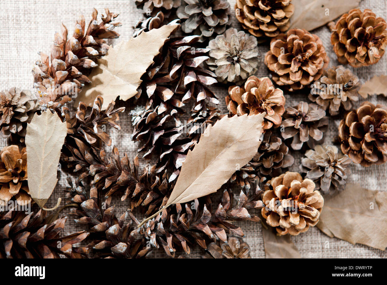 close up shot of pine cones Stock Photo - Alamy