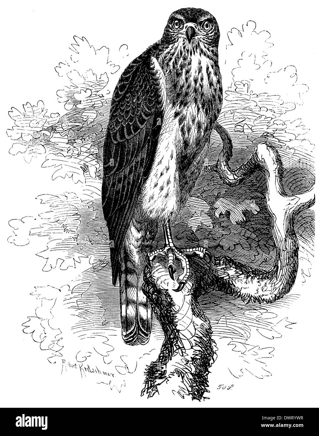 Hawk and engraving hi-res stock photography and images - Alamy