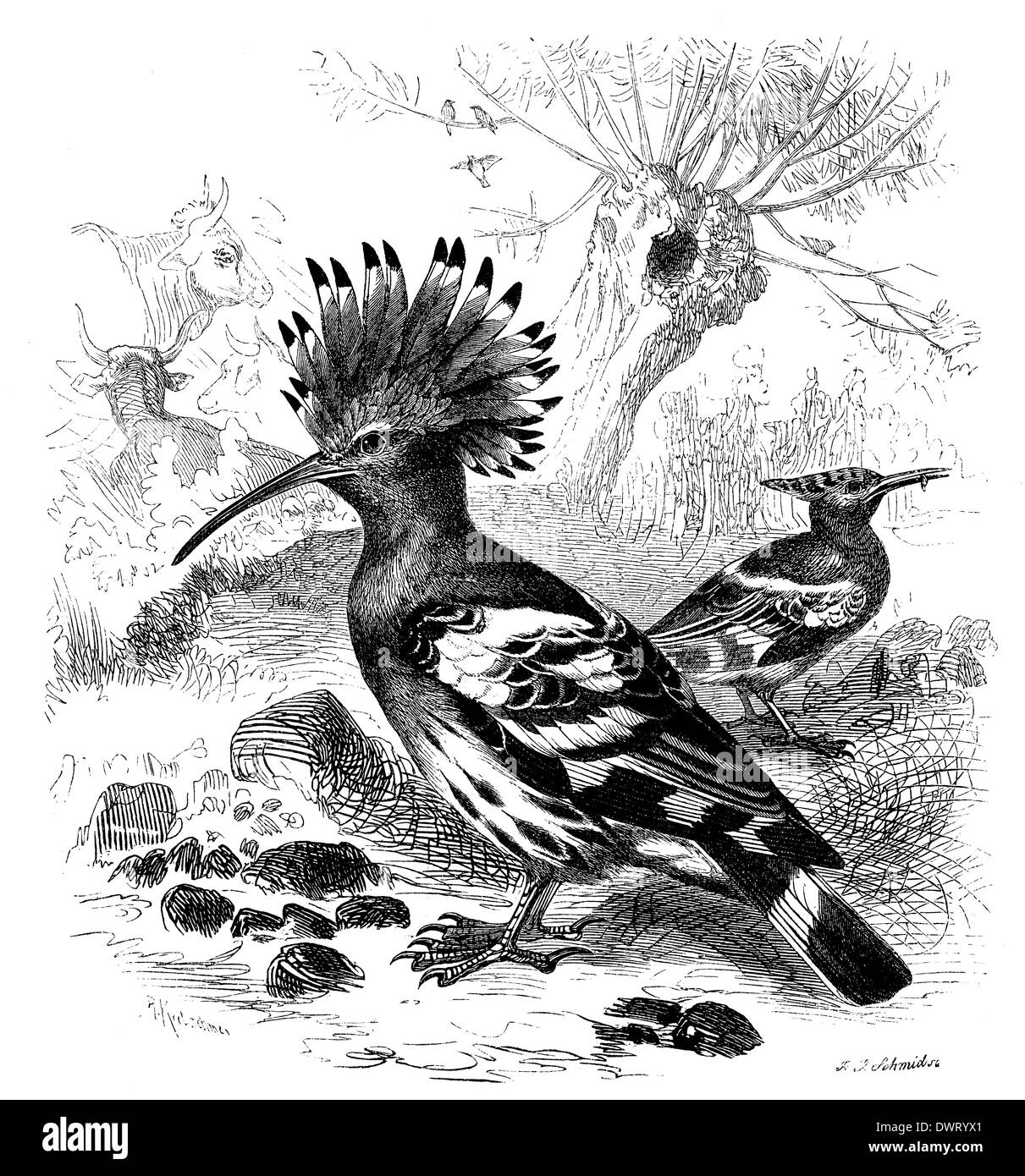 Hoopoe Bird Black and White Stock Photos & Images - Alamy