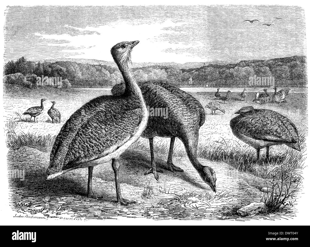 Bustard illustrations hi-res stock photography and images - Alamy