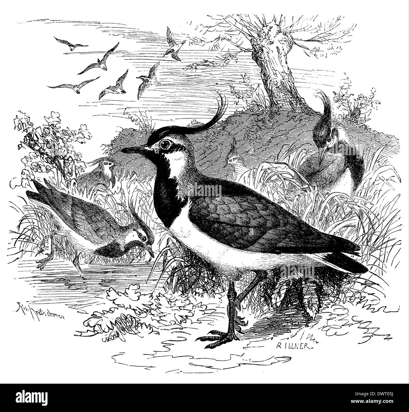 Lapwing illustration Cut Out Stock Images & Pictures - Alamy