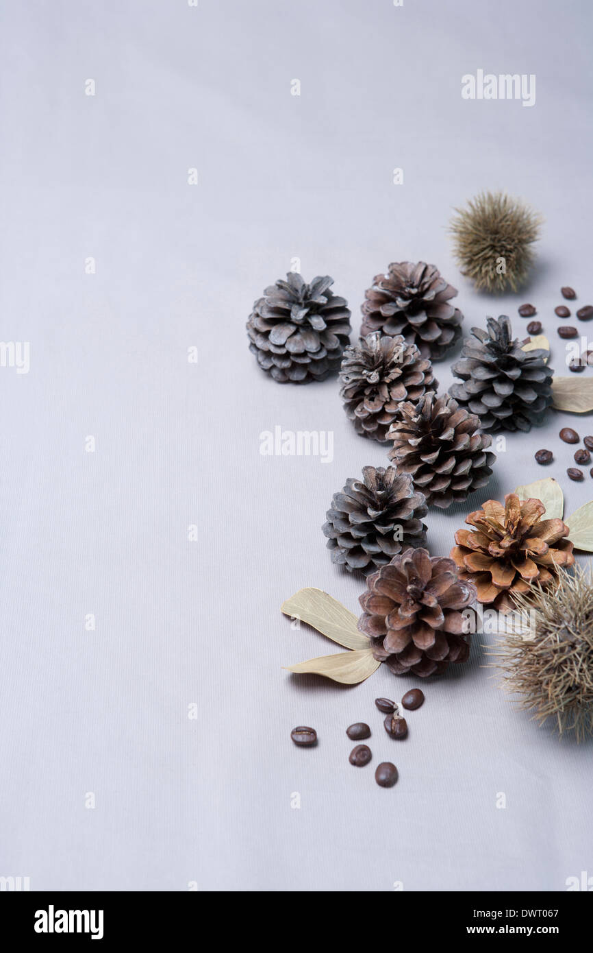 different colors of pine cone in white background Stock Photo - Alamy