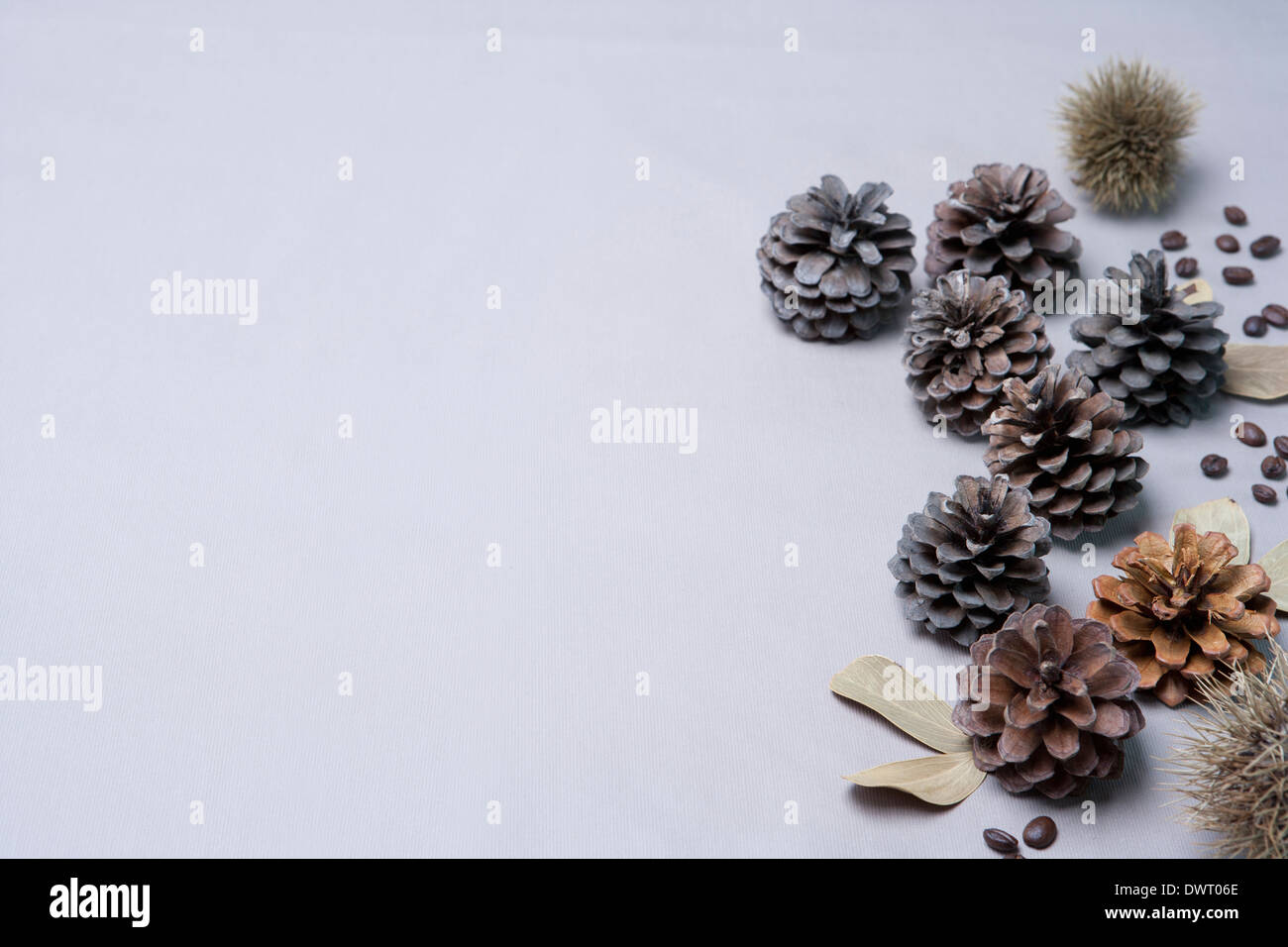 different colors of pine cone in white background Stock Photo - Alamy