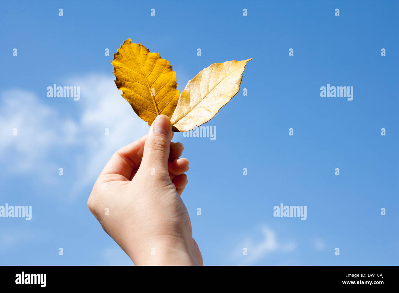 Hand holding fallen maple leaf hi-res stock photography and images - Alamy