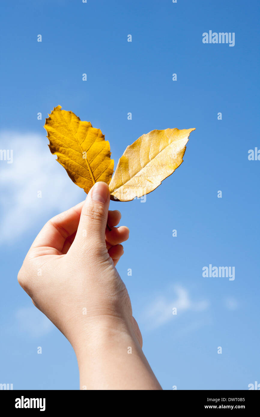 hands holding a autumn leaves under sky Stock Photo - Alamy