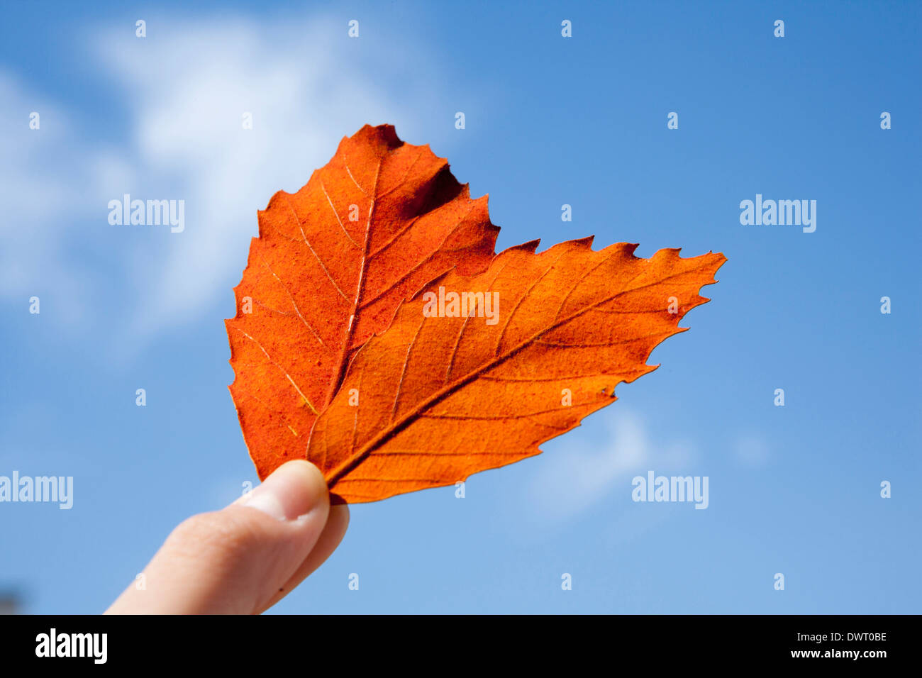 Hand holding fallen maple leaf hi-res stock photography and images - Alamy