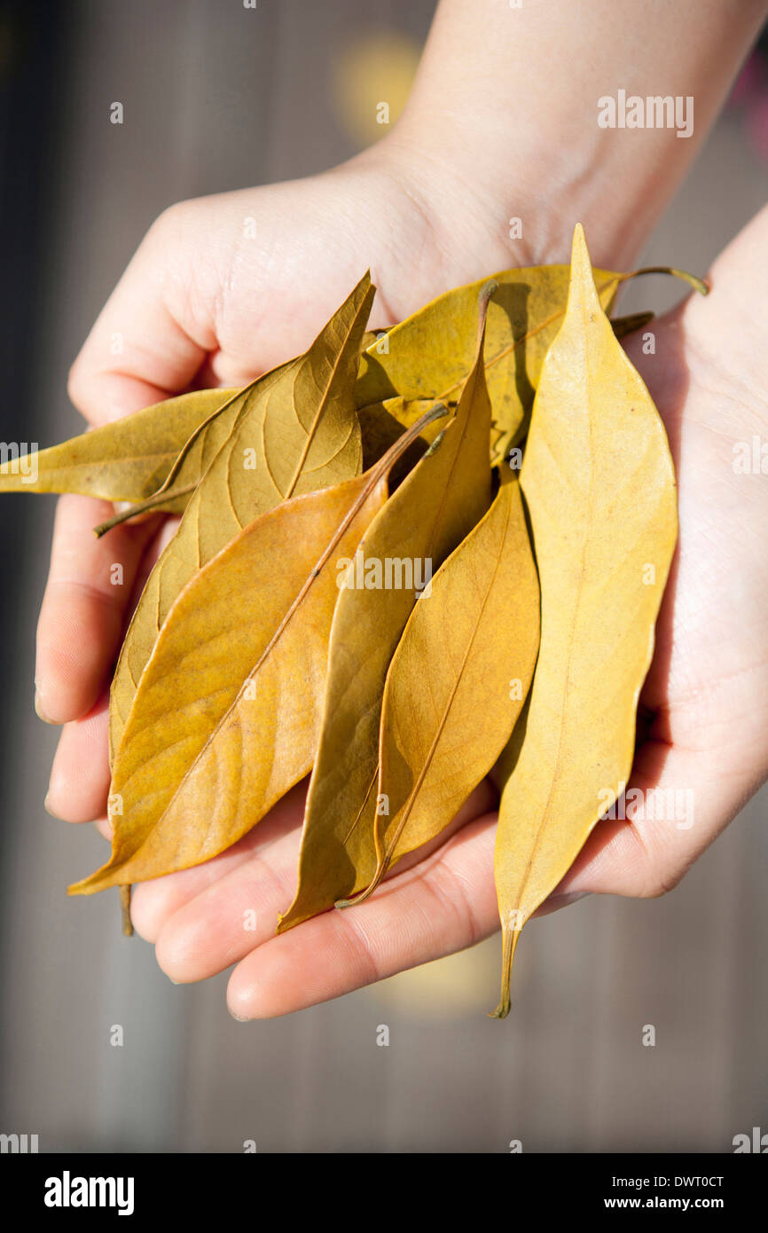 two hands holding a autumn leaves Stock Photo - Alamy