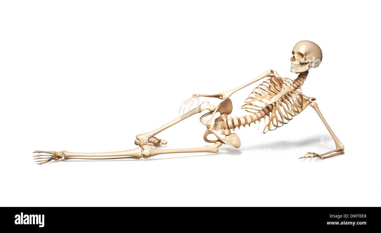 Skeleton of human female lying on floor. On white background. Clipping path included Stock Photo ...