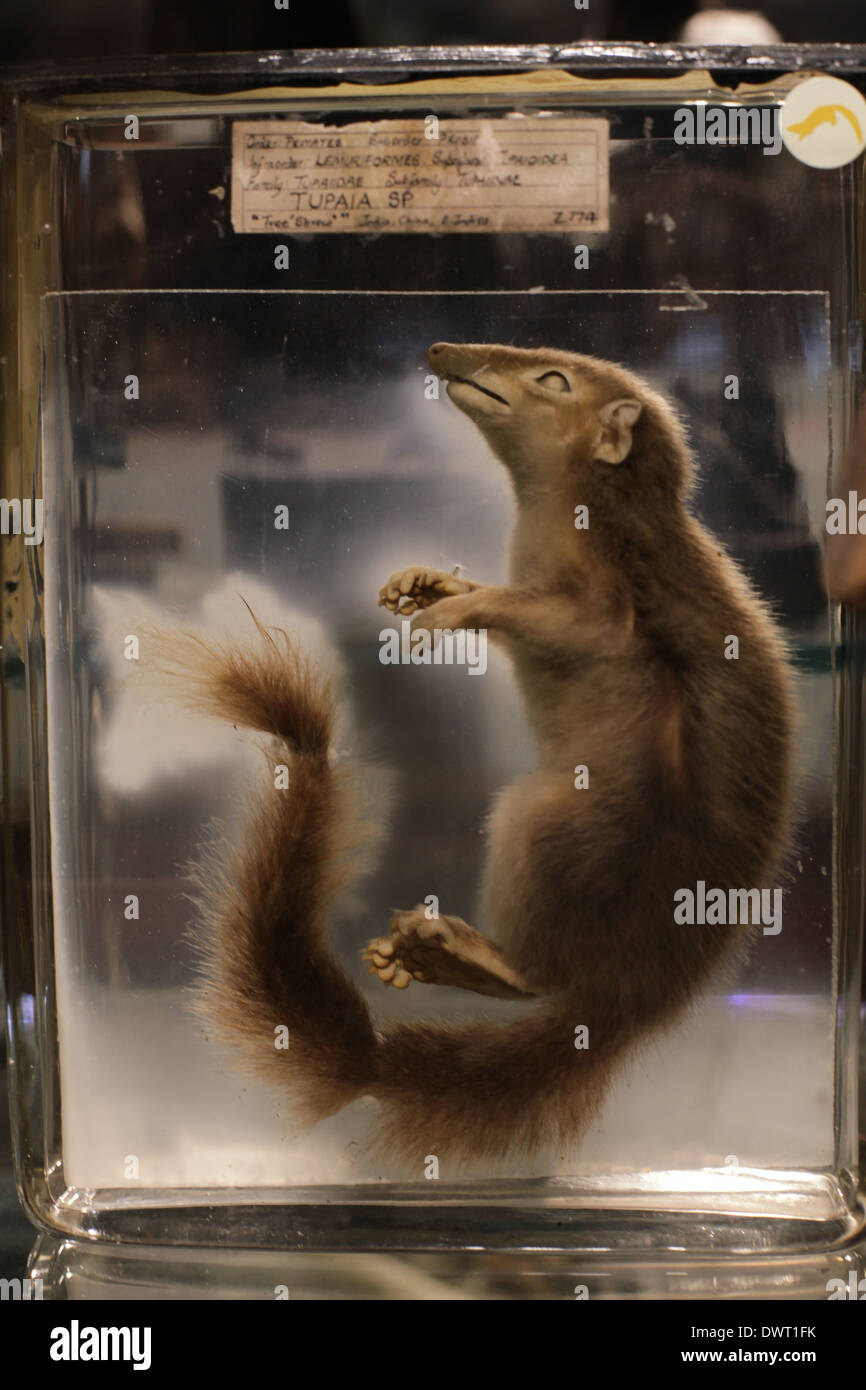 Grant Museum of Zoology and Comparative Anatomy, University College ...